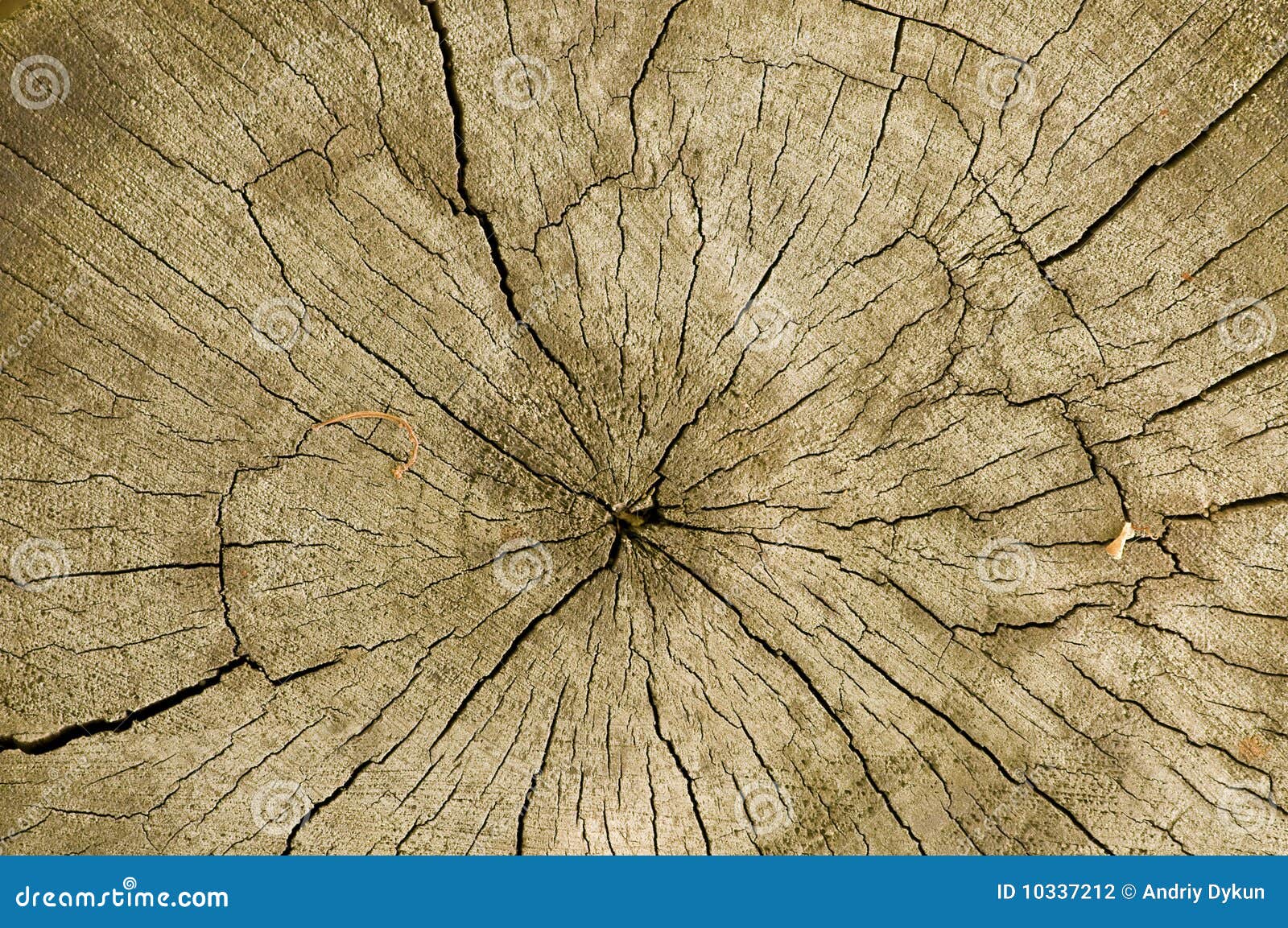 Timber cut with cracks stock photo. Image of environment - 10337212