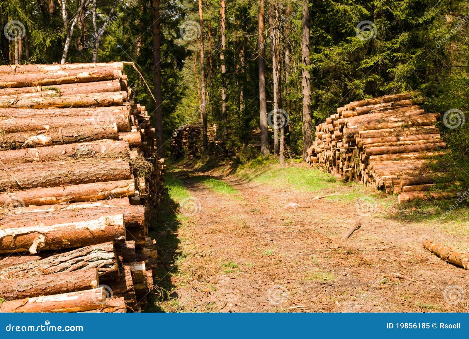 Timber cutting stock image. Image of forest, bark, life - 19856185