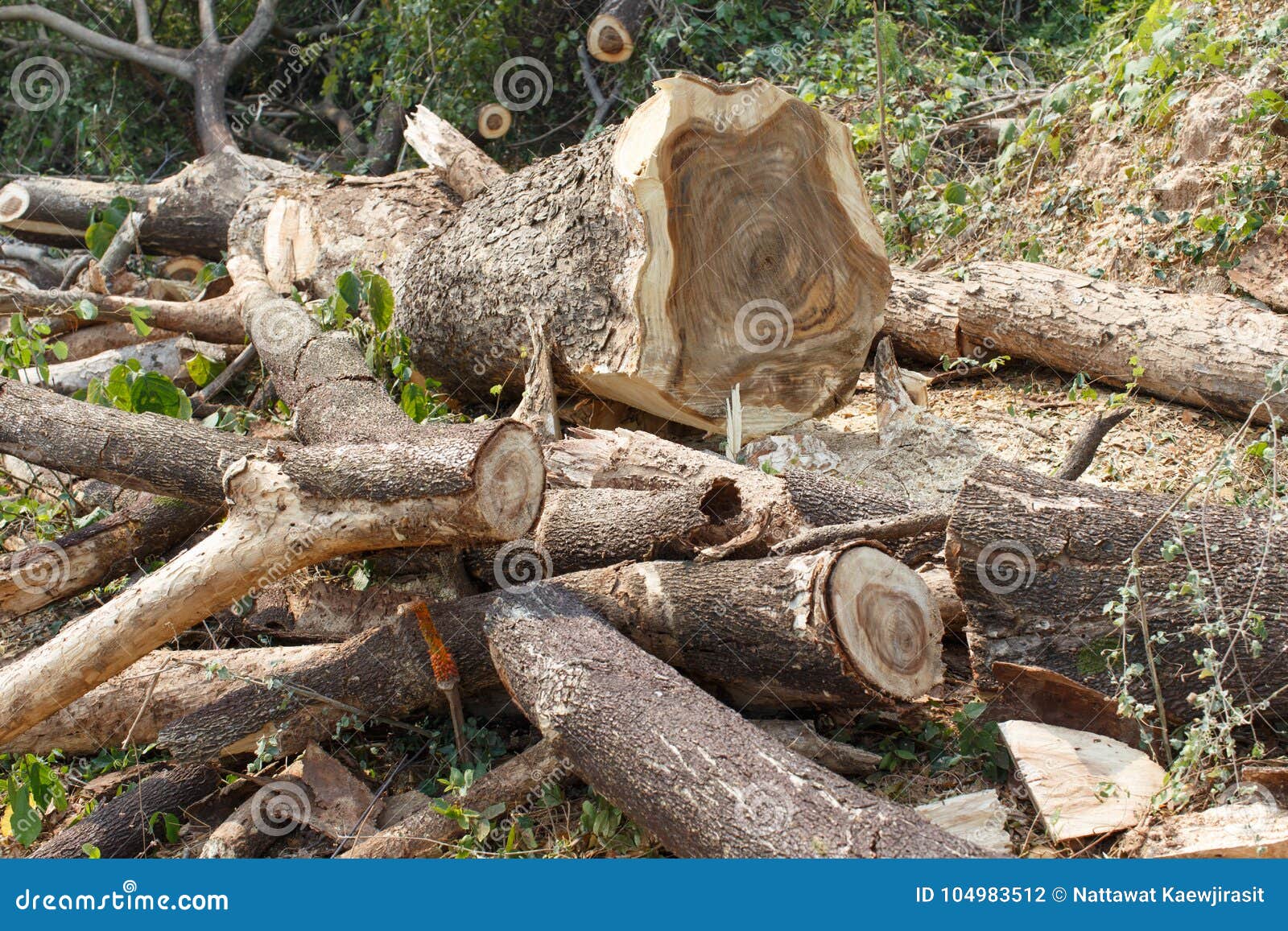 Timber Cutting Closeup Detail Stock Photo - Image of nature, wooden ...