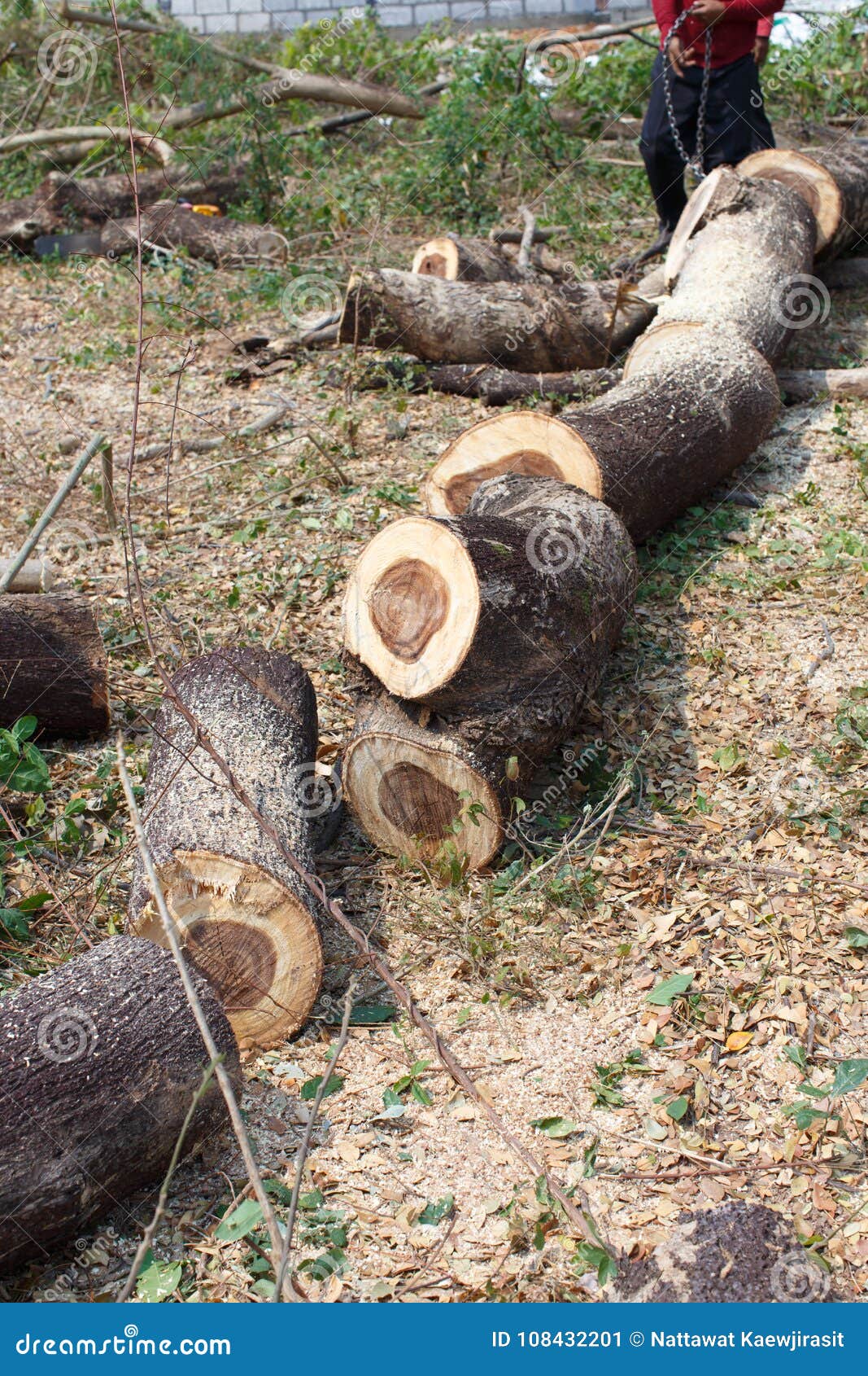 Timber Cutting Closeup Detail Object Stock Image - Image of cutting ...