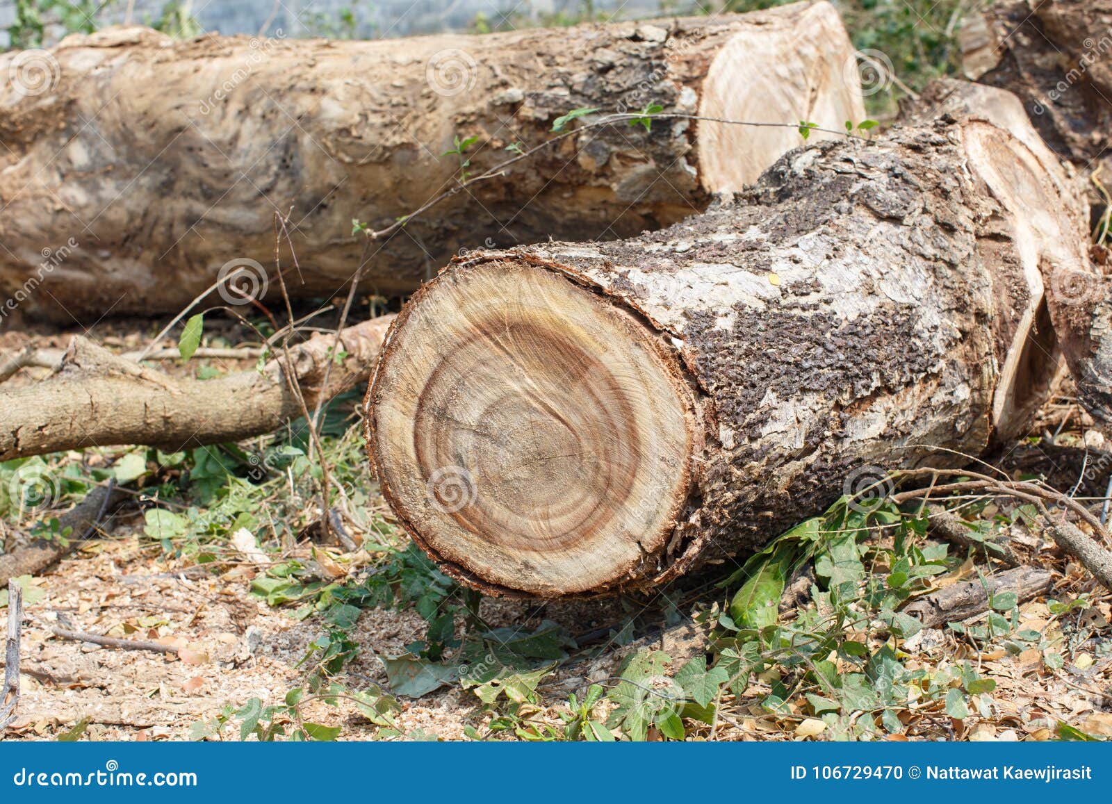 Timber Cutting Closeup Detail Object Stock Photo - Image of forestry ...