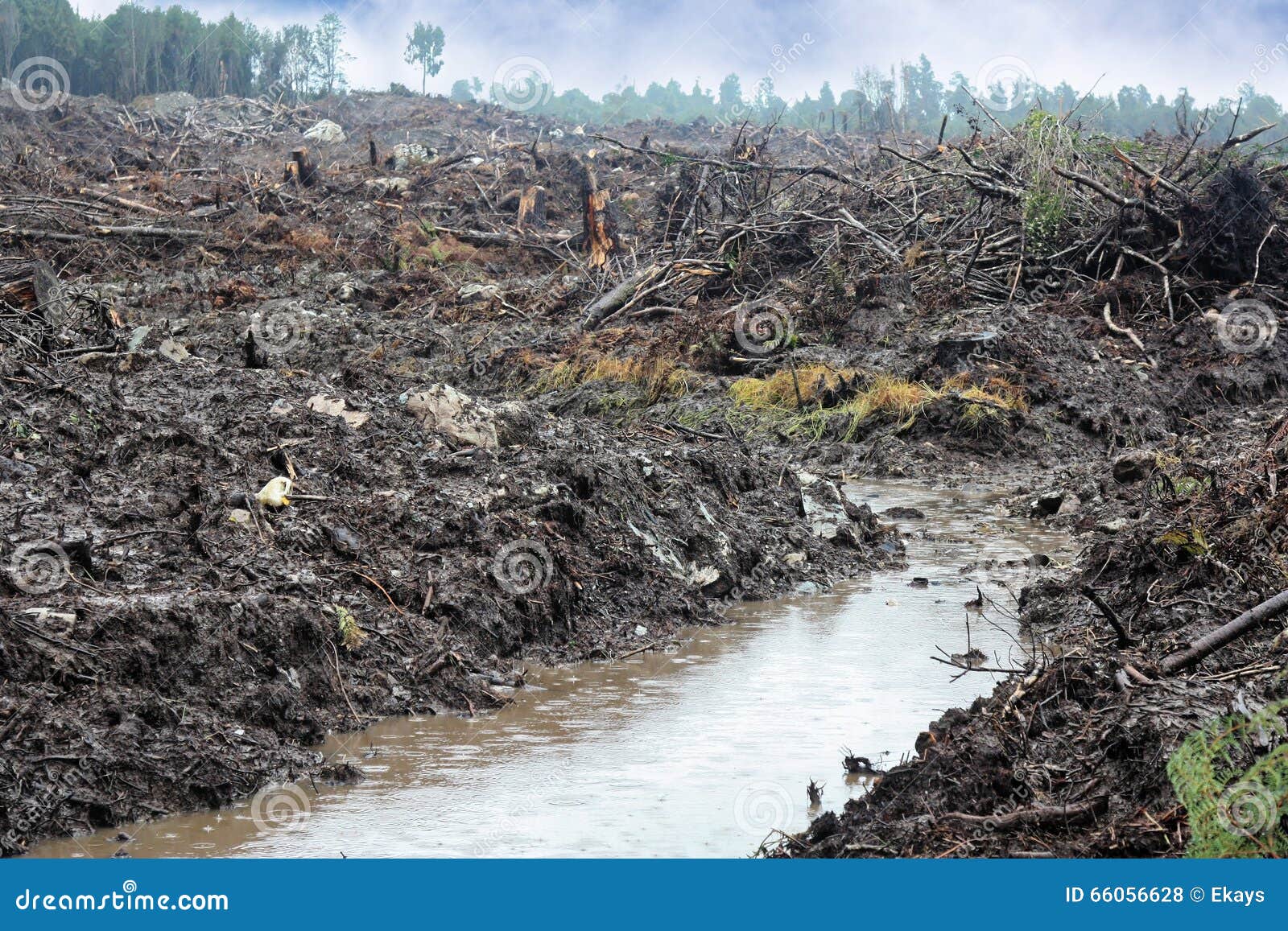 Timber Cutting, Destruction of Our Environment Stock Photo - Image of ...