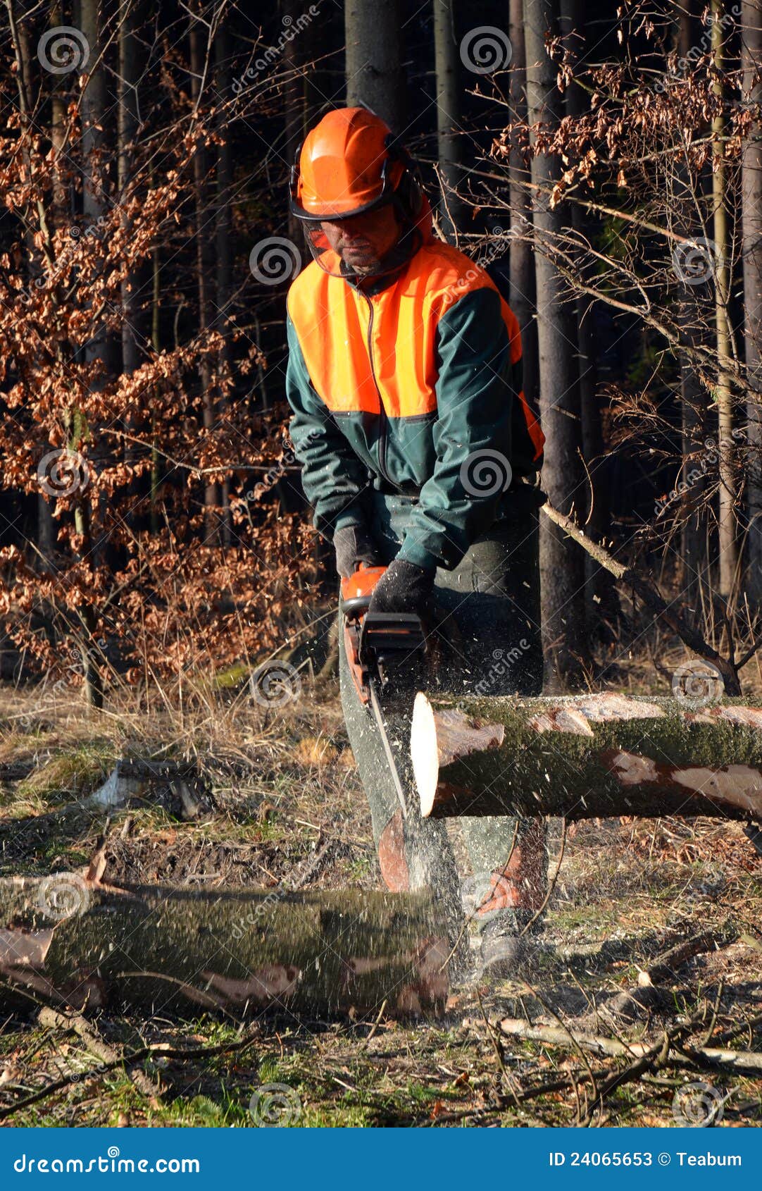 Timber Cutting, Forest Worker - Lumberjack Stock Image - Image of ...