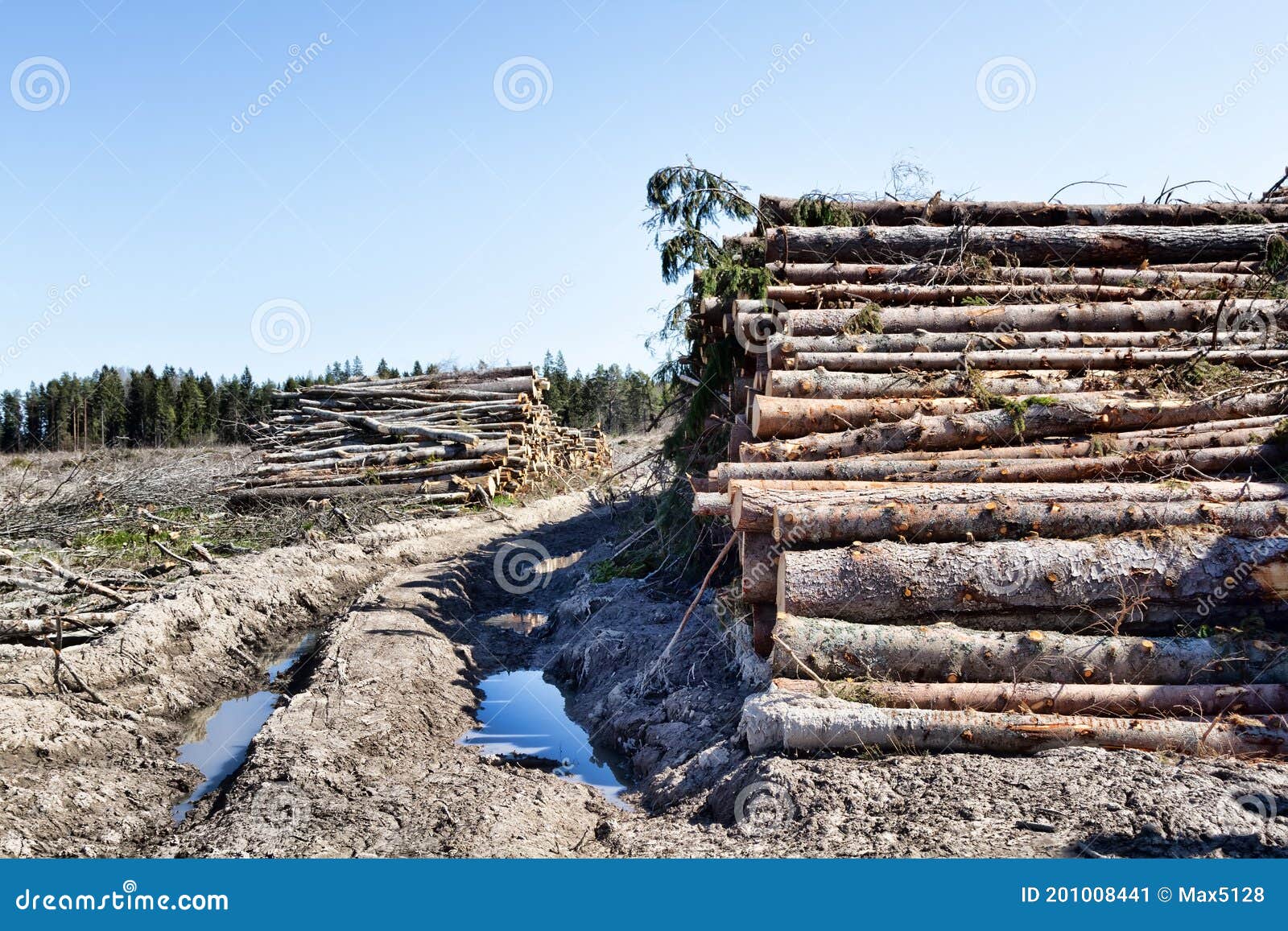 Timber Cutting. Stack of Spruce Logs Stock Image - Image of forest ...