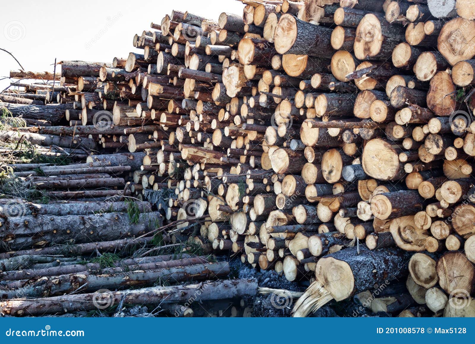 Timber Cutting. Stack of Spruce Logs Stock Photo - Image of management ...