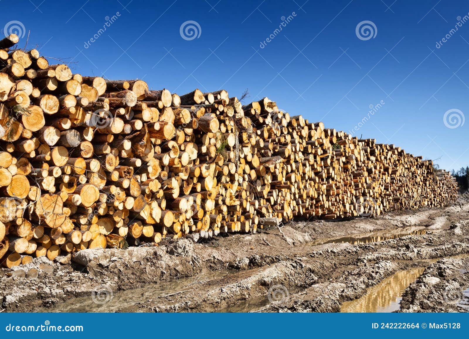 Timber Cutting. Stack of Spruce Logs Stock Photo - Image of firtree ...