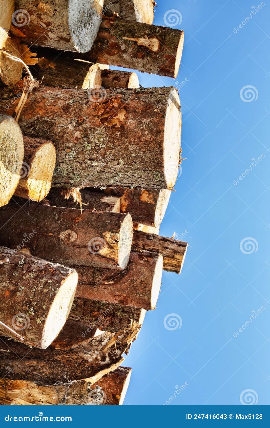 Timber Cutting. Stack of Spruce Logs Stock Image - Image of coniferous ...
