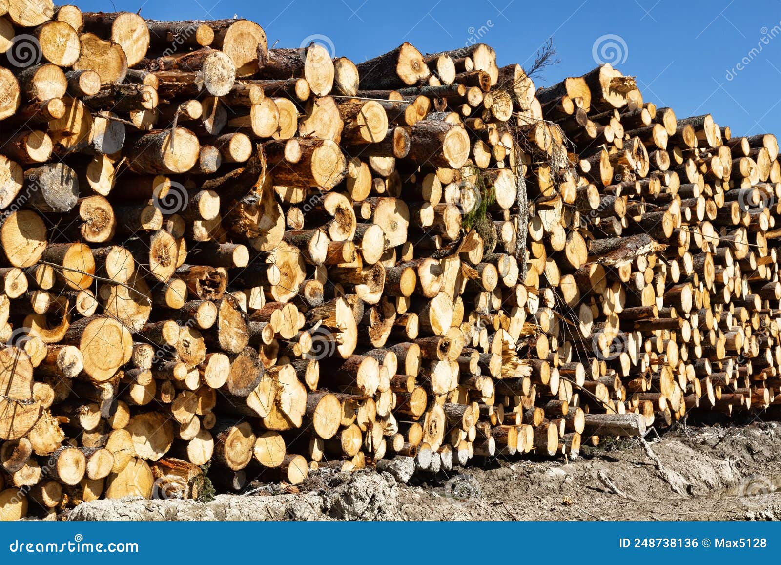Timber Cutting. Stack of Spruce Logs Stock Photo - Image of round ...