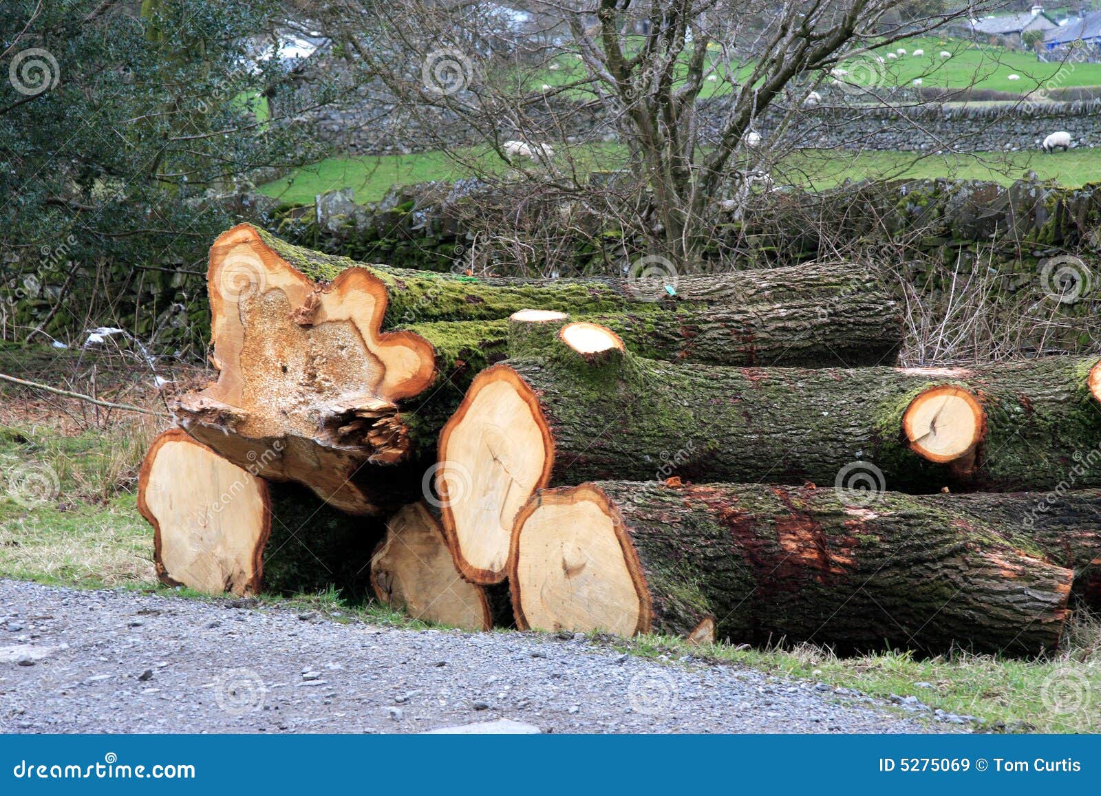 Timber drying stock image. Image of trees, sawn, industry - 5275069