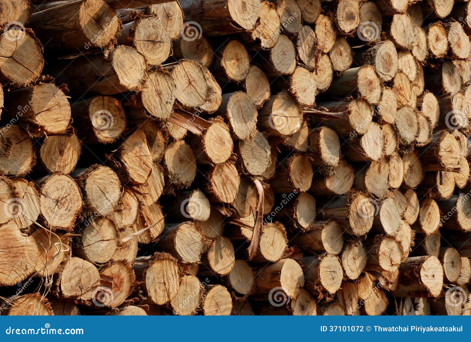 Timber Of Eucalyptus Tree Stock Photo | CartoonDealer.com #37101072