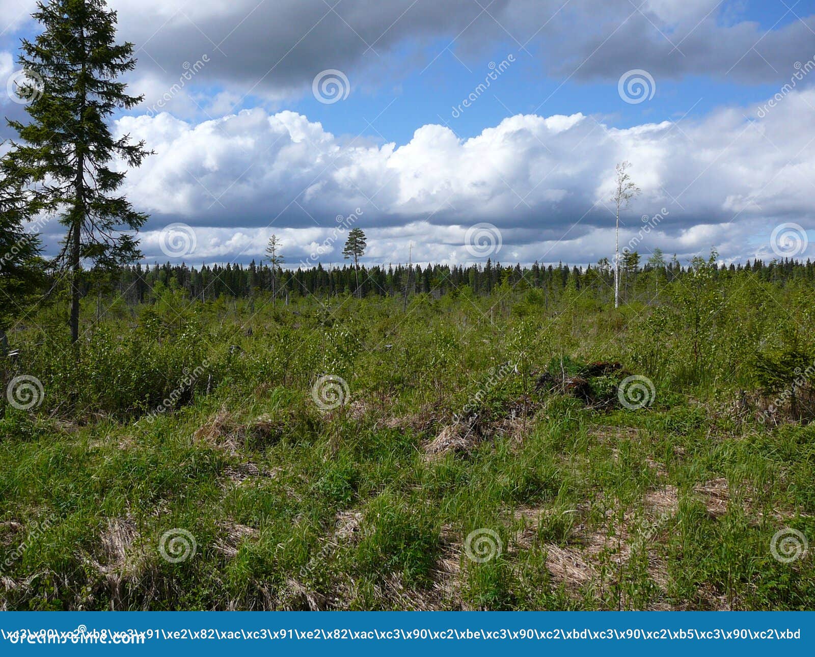 Timber felling stock image. Image of forest, felling - 78630693
