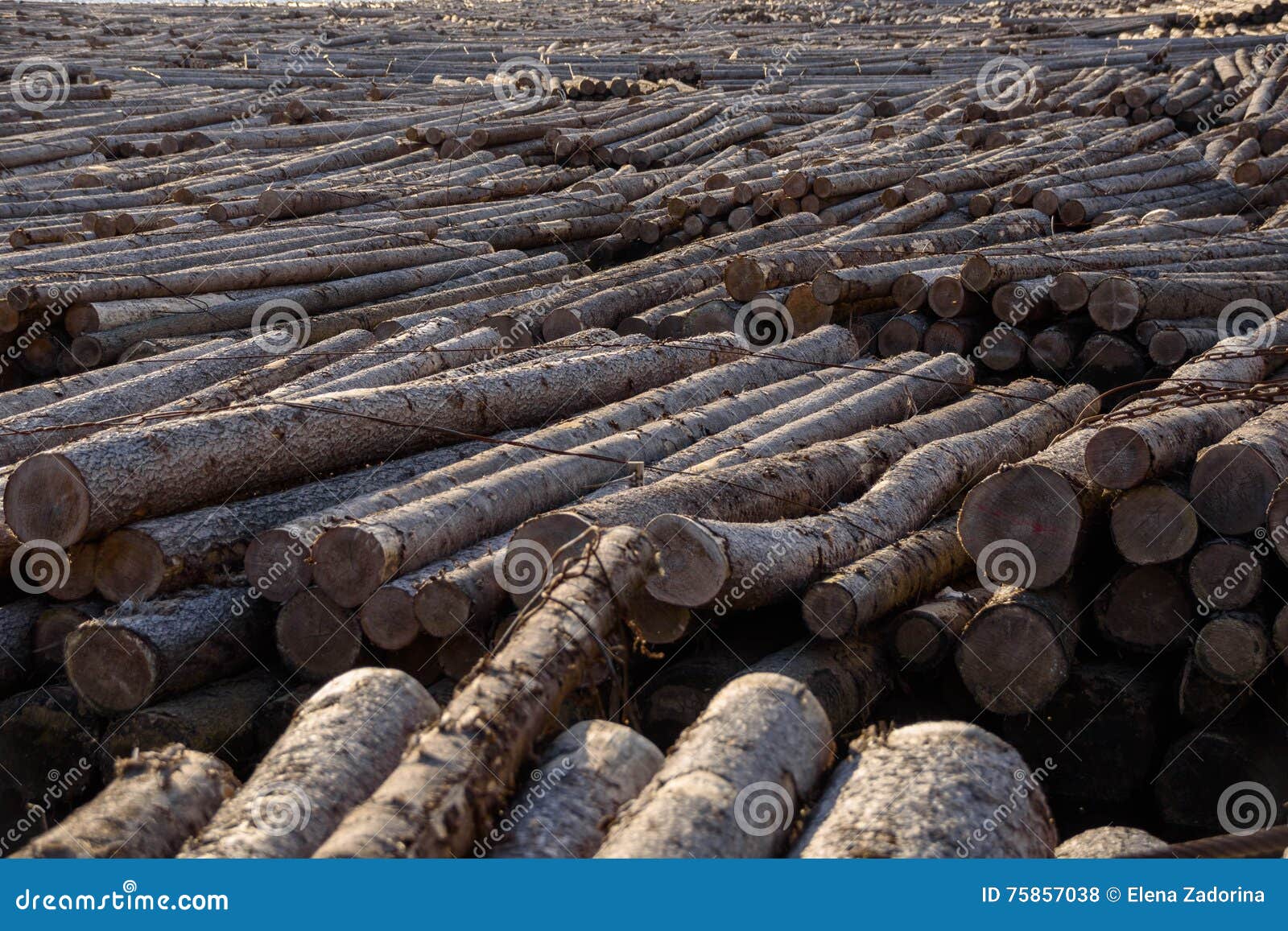 Timber Floating on the River Stock Photo - Image of morning, abundance ...