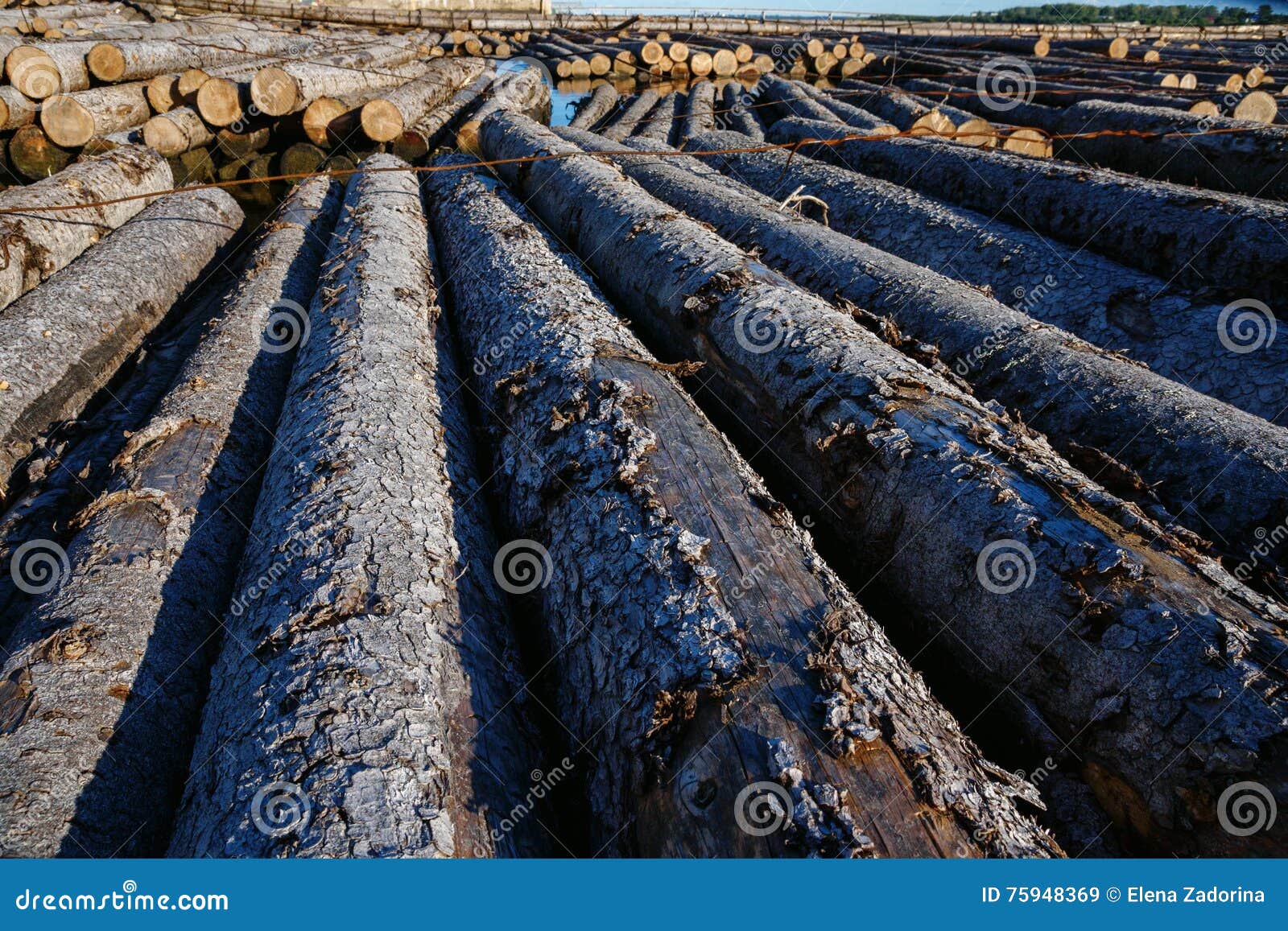 Timber Floating on the River Stock Image - Image of shipping, fraser ...