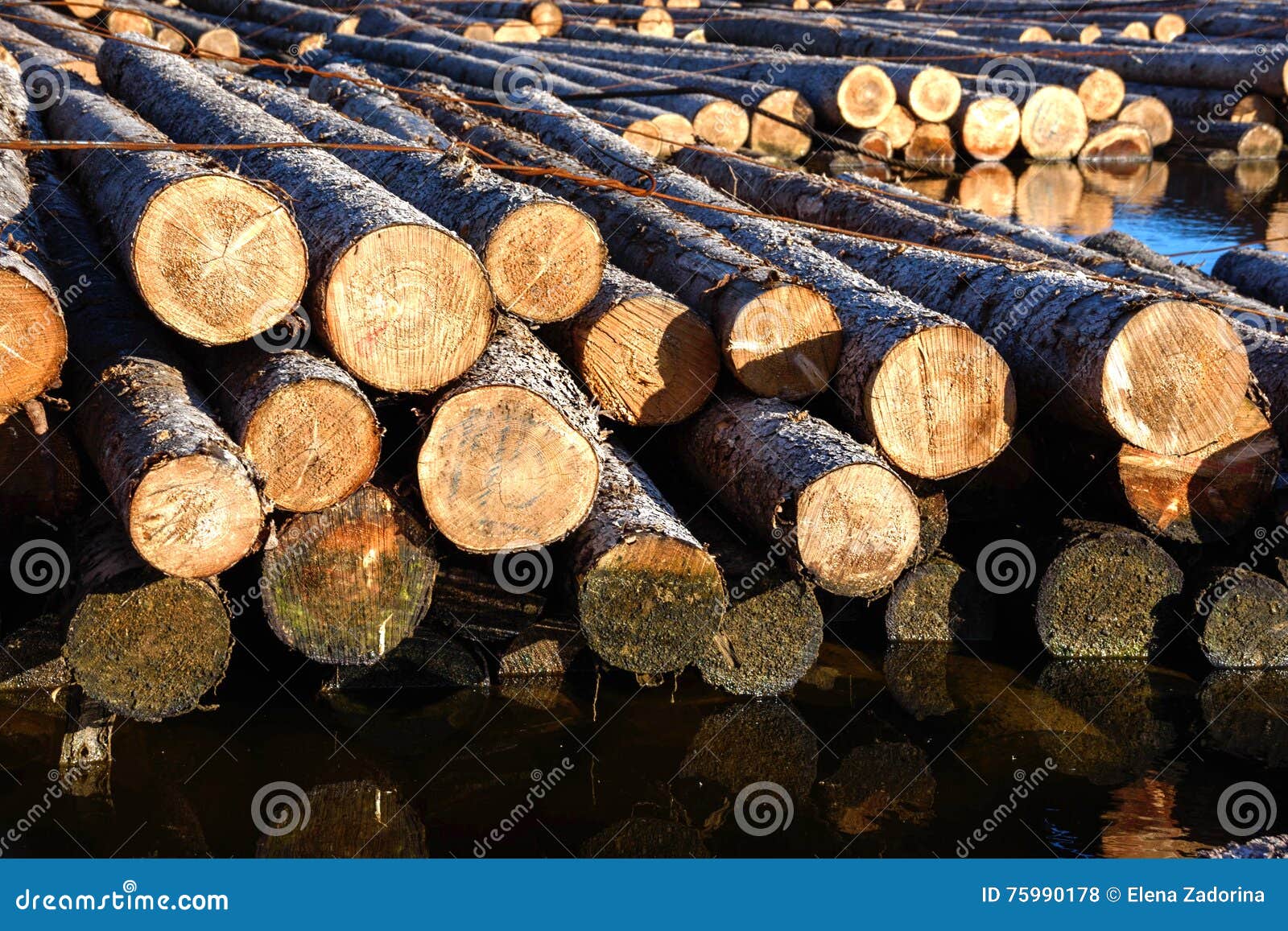 Timber Floating on the River Stock Photo - Image of morning, river ...