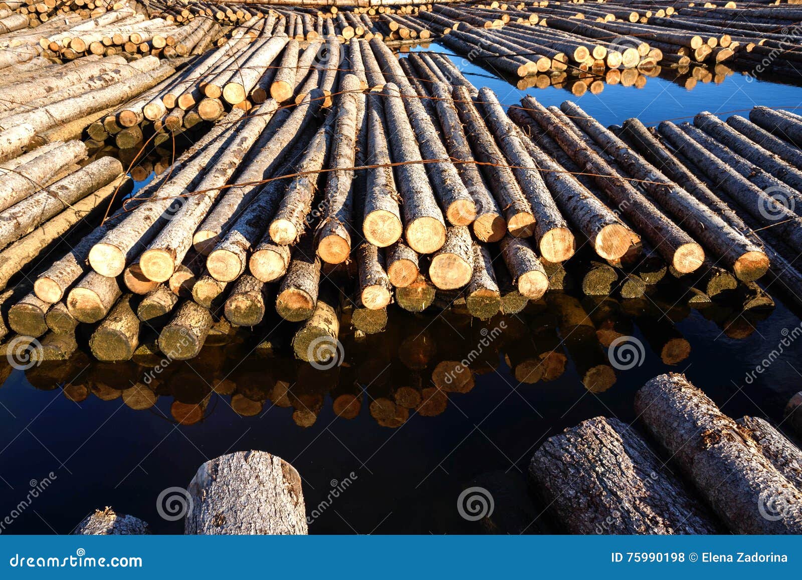 Timber Floating on the River Stock Photo - Image of group, nature: 75990198