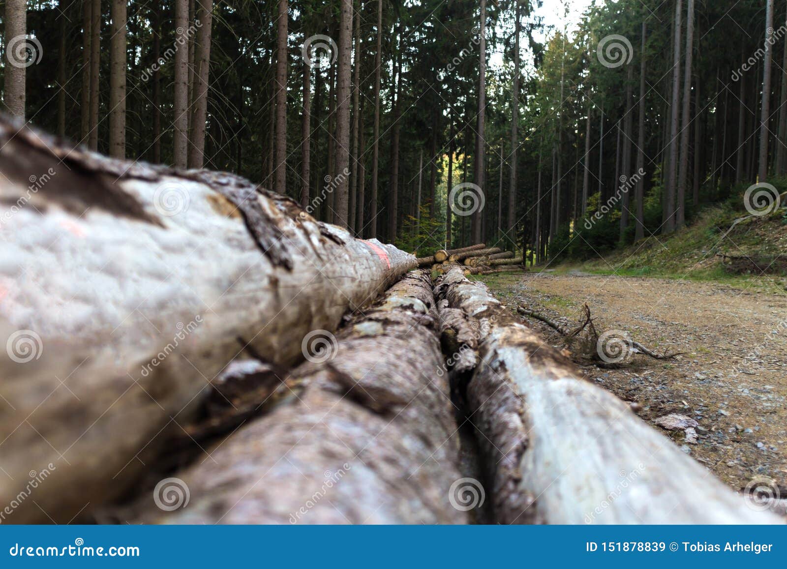 Timber in the Forest Background Stock Image - Image of tree, forest ...