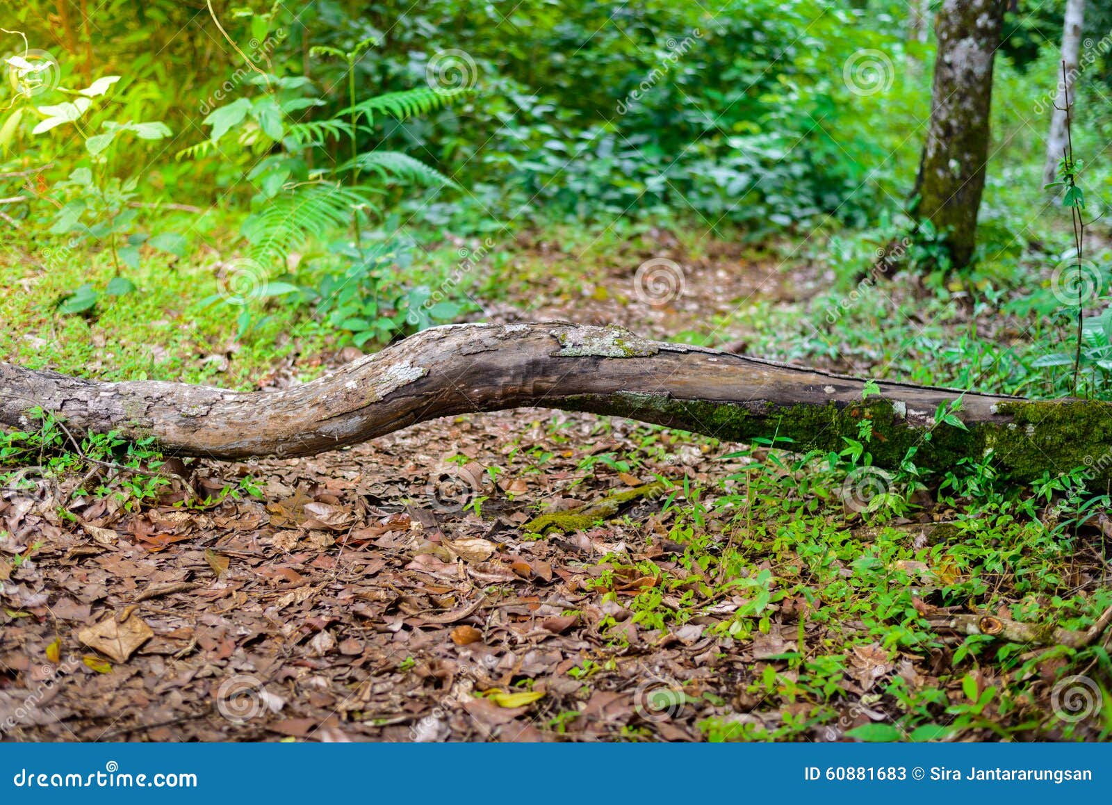 Timber in the forest stock image. Image of nature, forest - 60881683