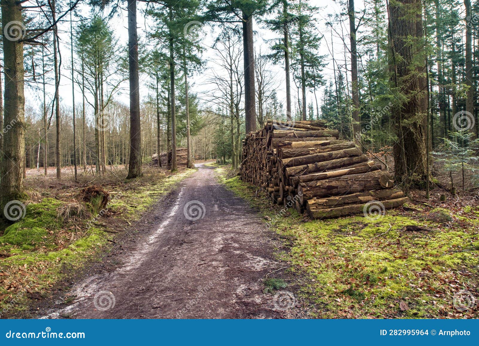 Timber in the Forest stock photo. Image of logging, lumber - 282995964