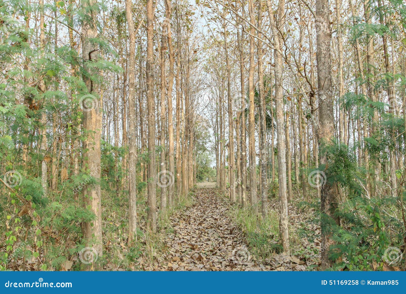 Timber stock photo. Image of farm, grass, plant, dirt - 51169258