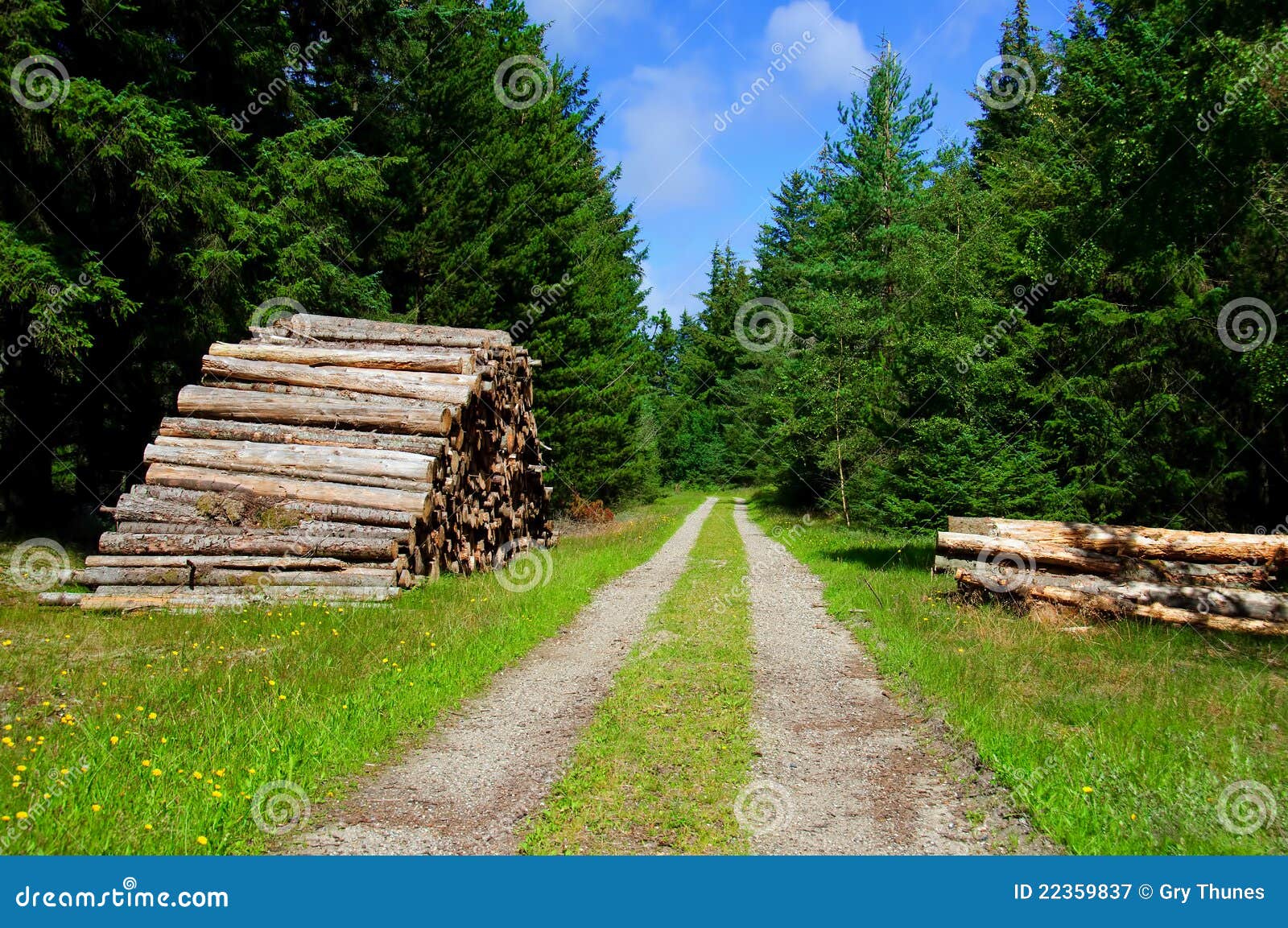 Timber and forest road stock image. Image of road, nature - 22359837