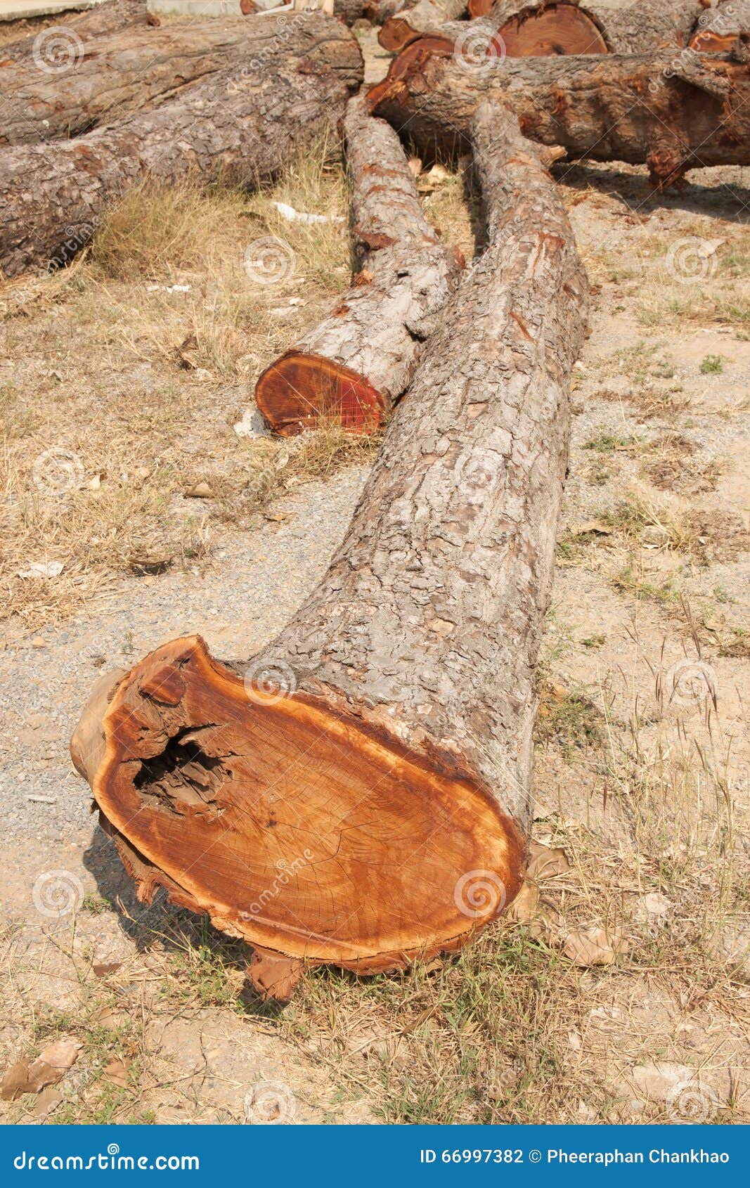 Timber On The Ground Stock Photography | CartoonDealer.com #66997454