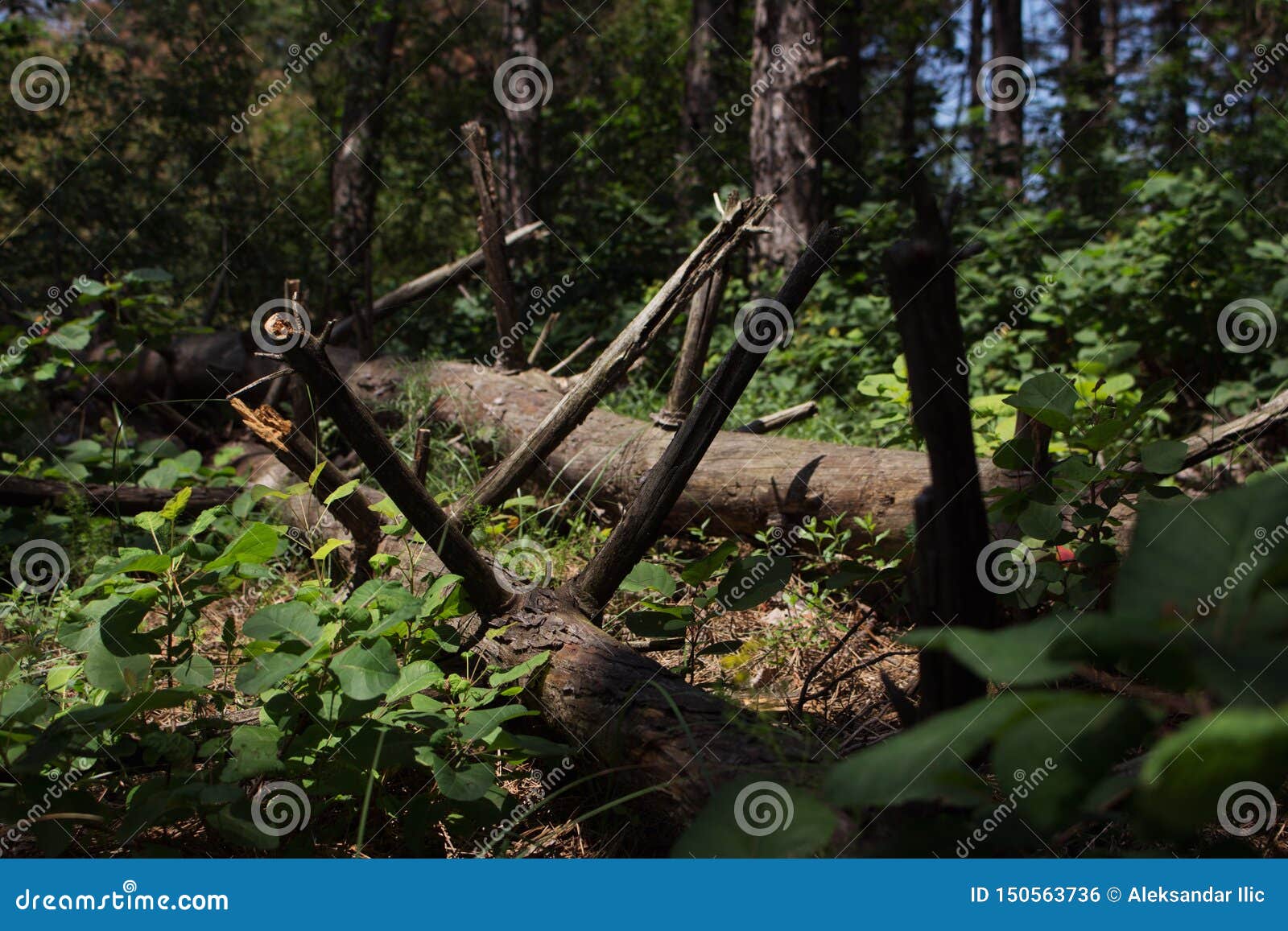 Trees on the Ground in the Wooded Area Stock Photo - Image of grow ...