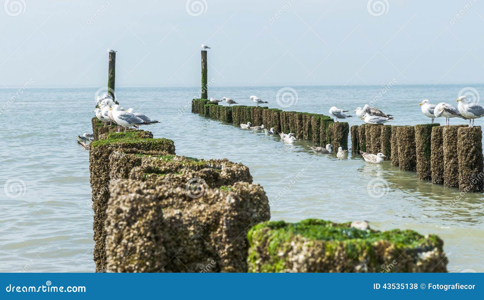 Timber Groynes on the Beach at the North Sea Stock Photo - Image of ...