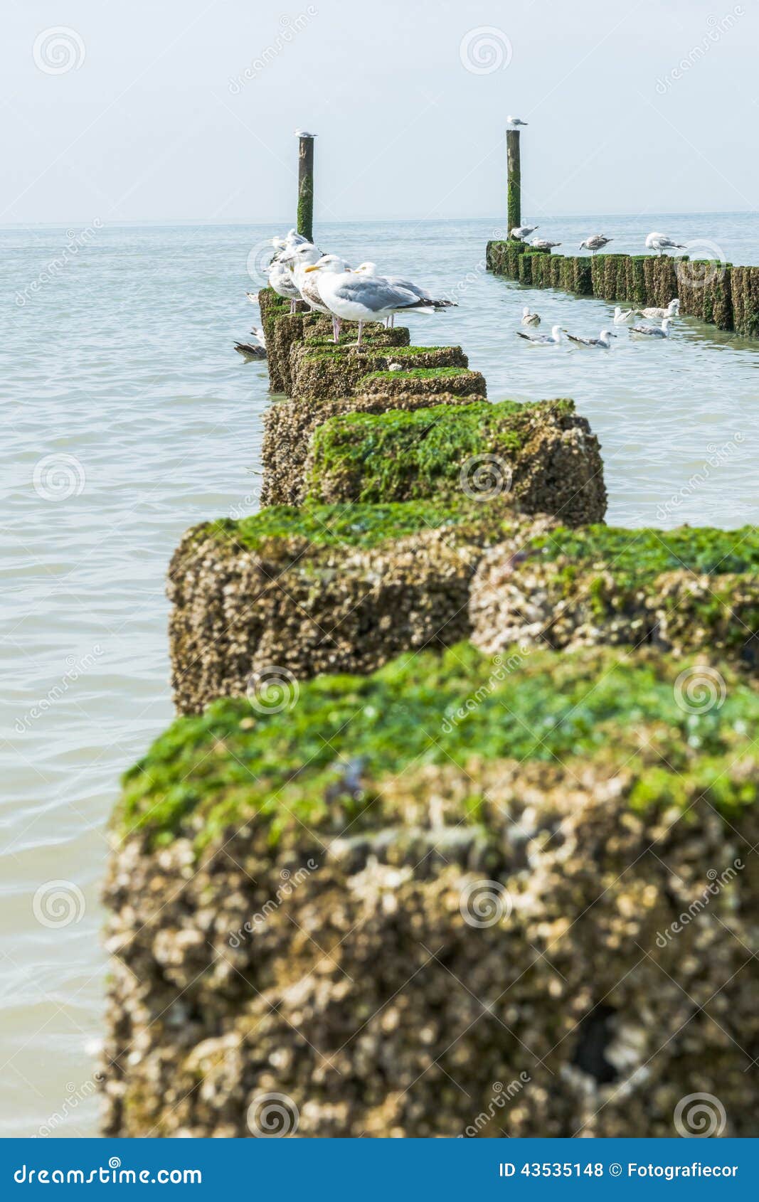 Timber Groynes on the Beach at the North Sea Stock Photo - Image of ...