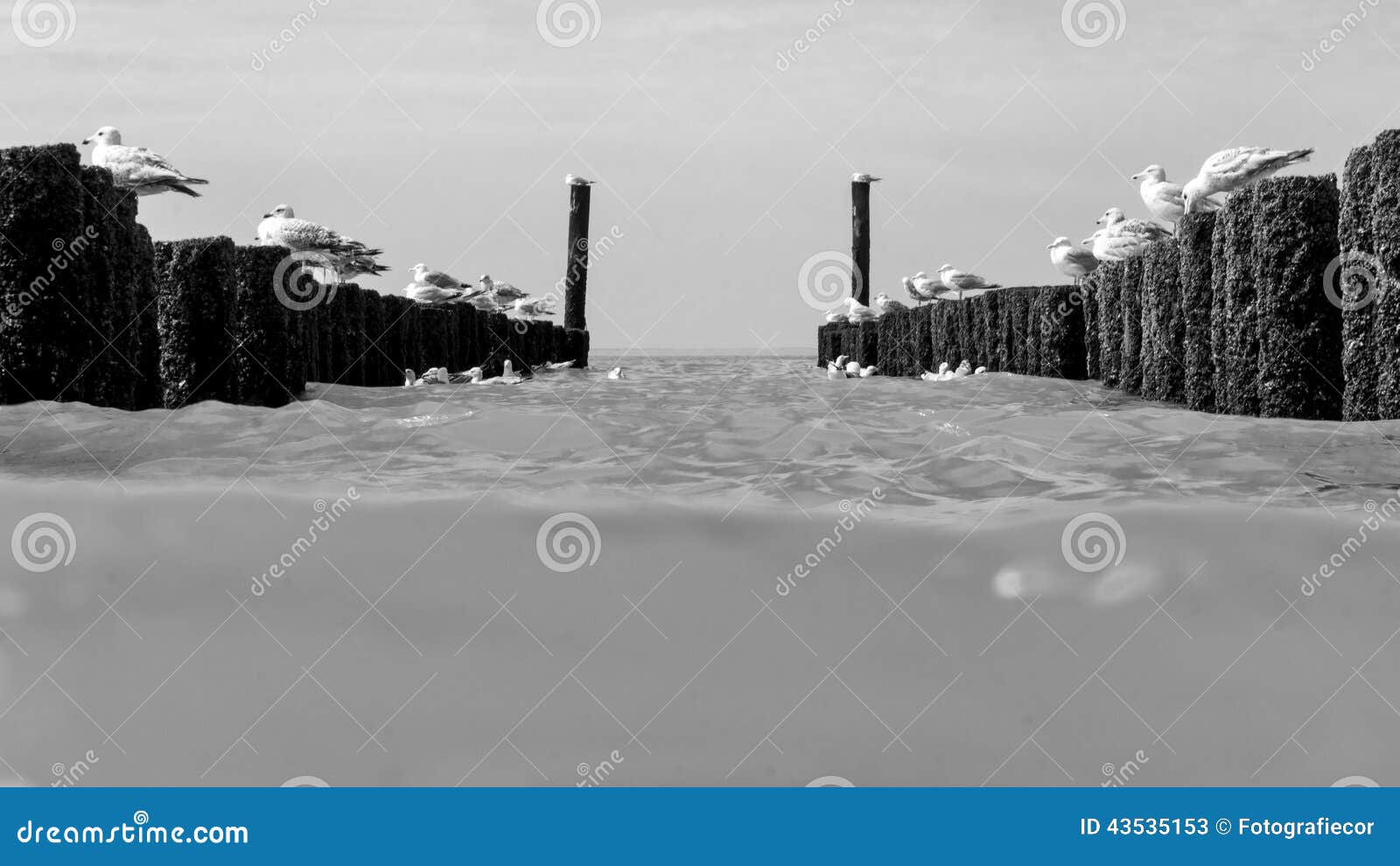 Timber Groynes on the Beach at the North Sea Stock Image - Image of ...