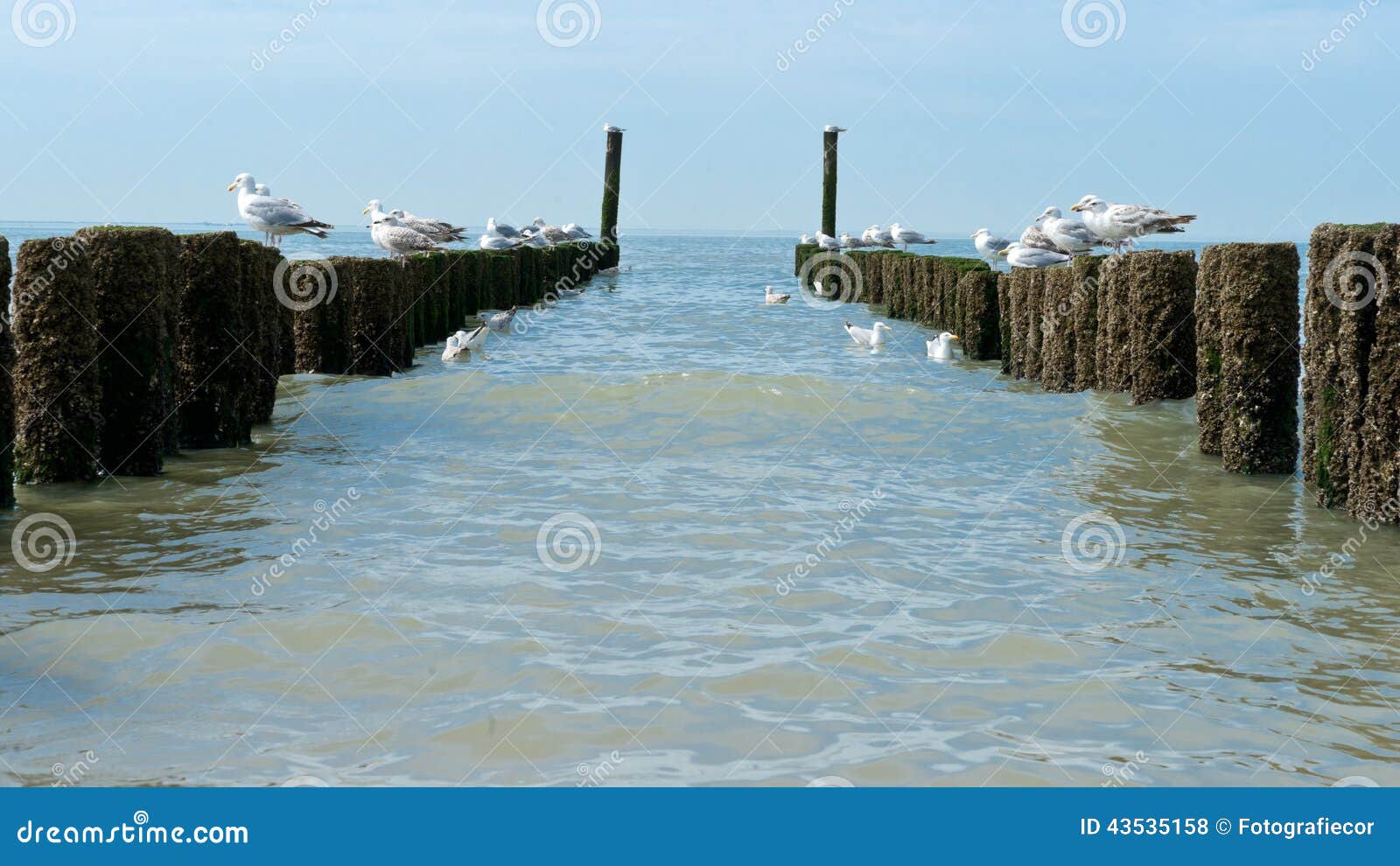 Timber Groynes on the Beach at the North Sea Stock Photo - Image of ...