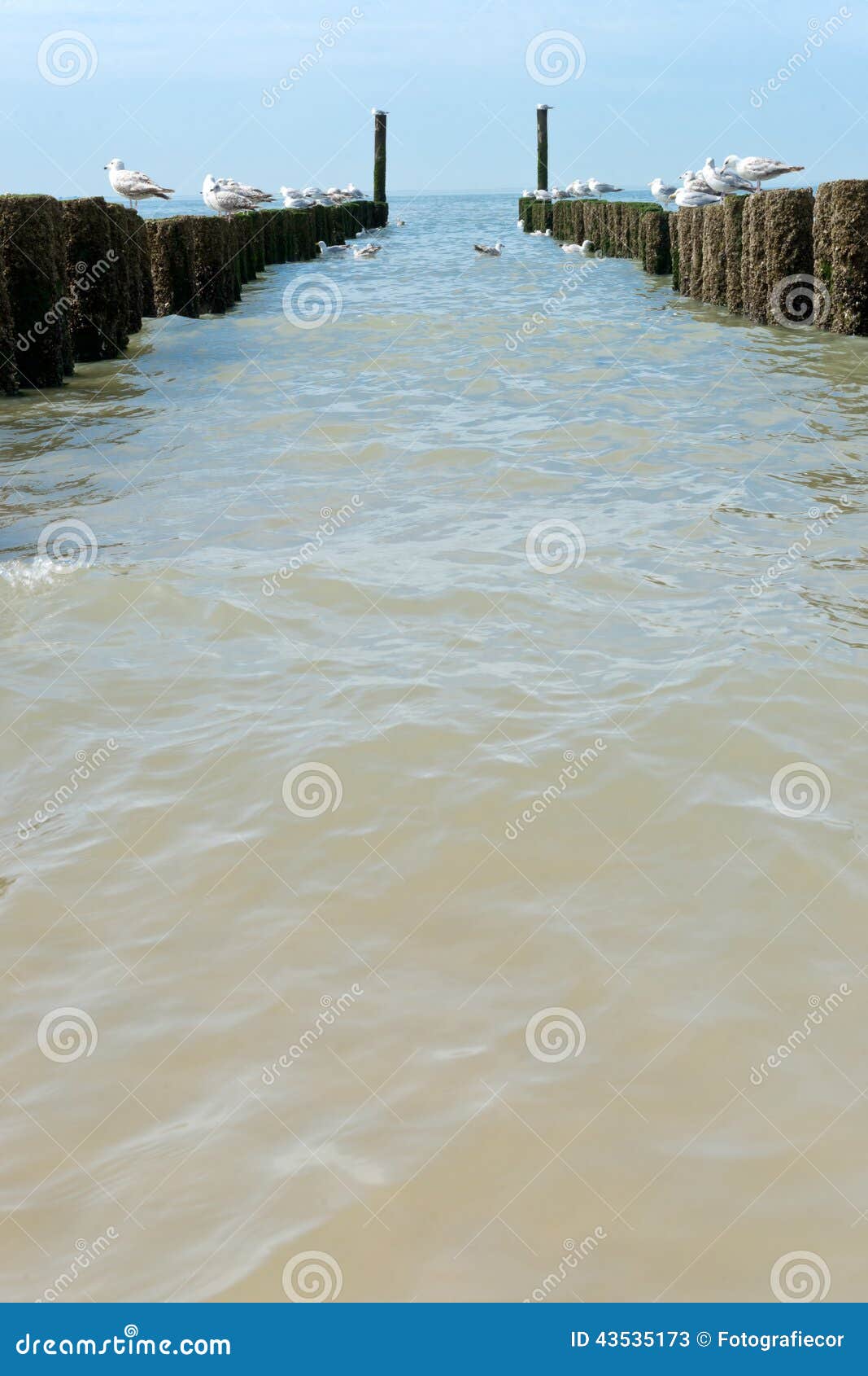 Timber Groynes on the Beach at the North Sea Stock Image - Image of ...
