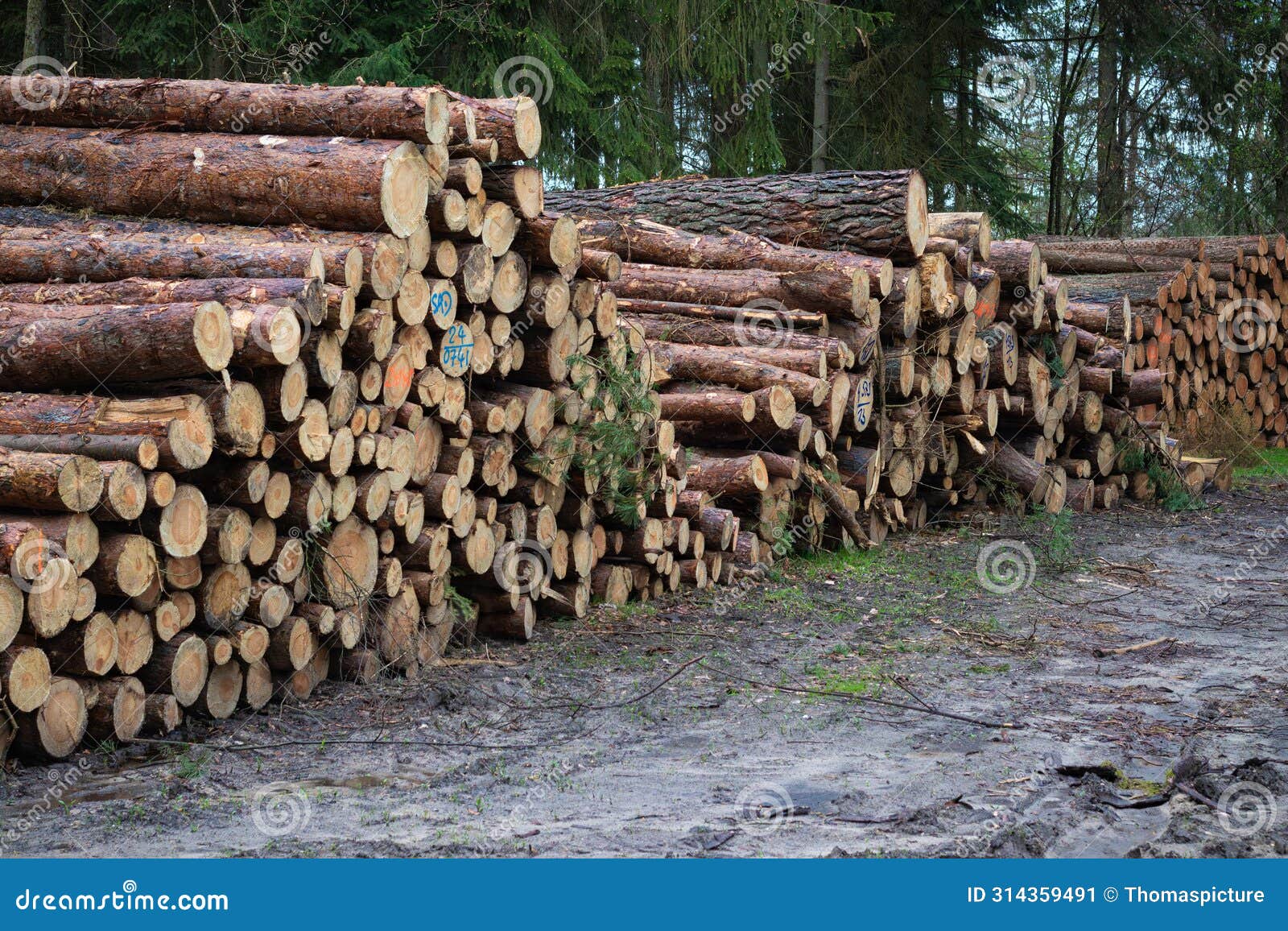 Timber Harvesting in Commercial Forests, Germany Stock Image - Image of ...