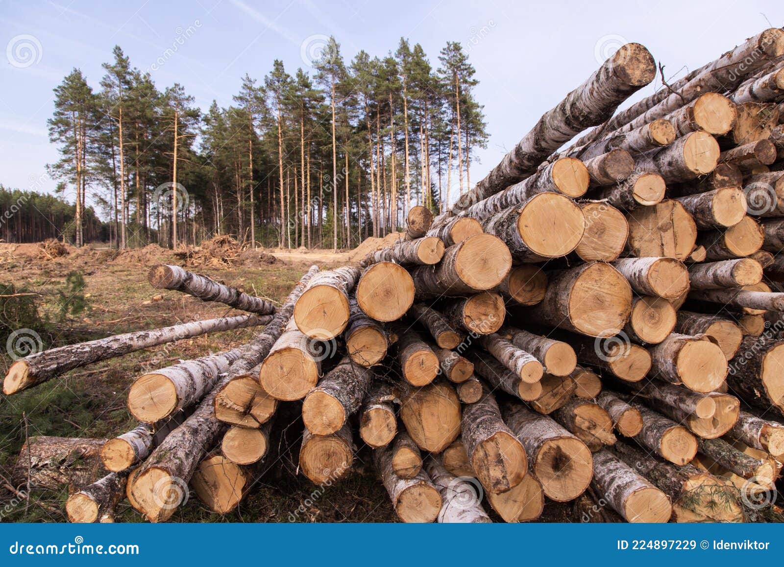 Timber Harvesting. Deforestation, Forest Destruction. Cut Down Birch ...