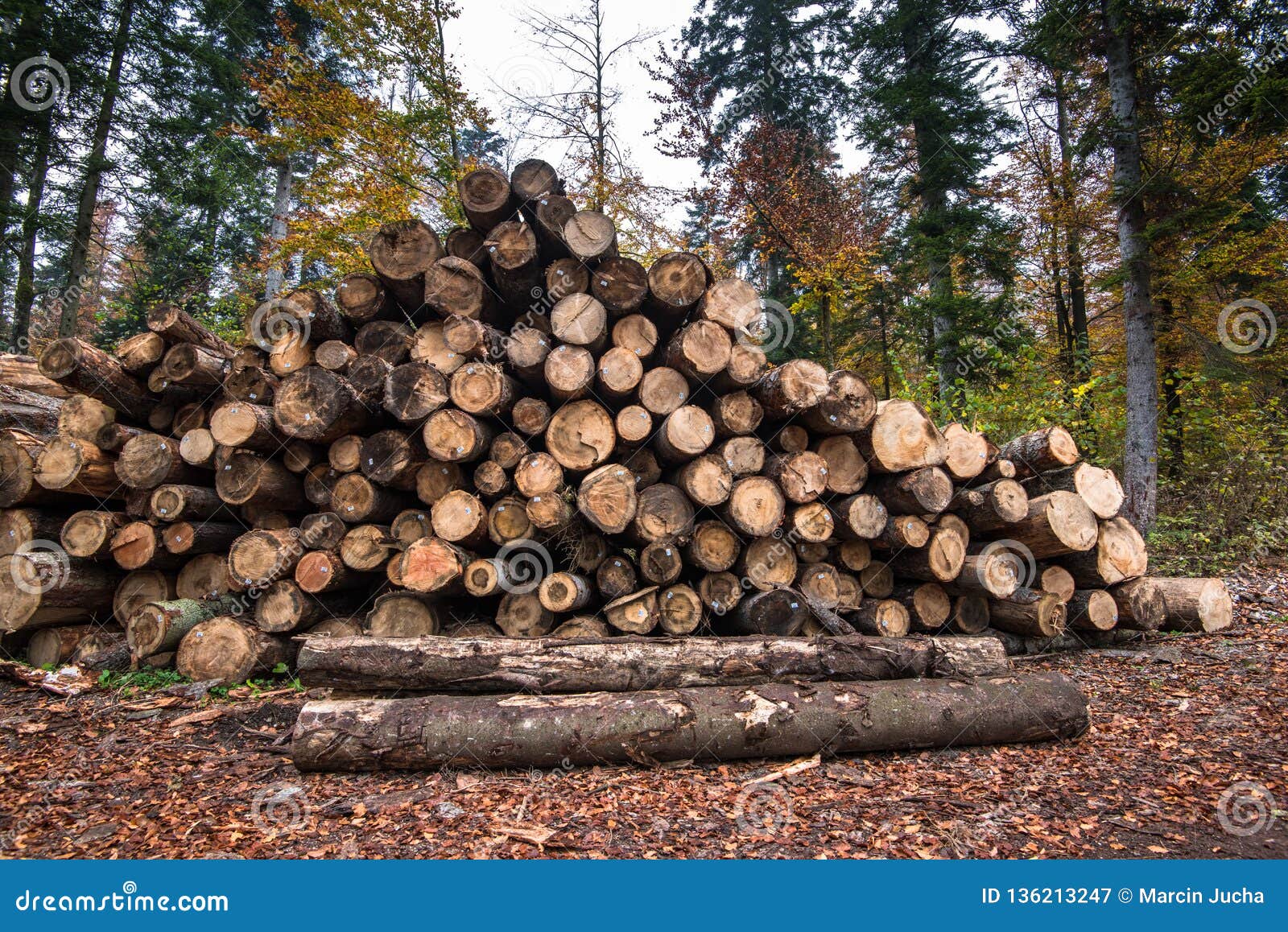 Timber Harvesting. a Lot of Logs Lying on the Ground in Forest Stock ...