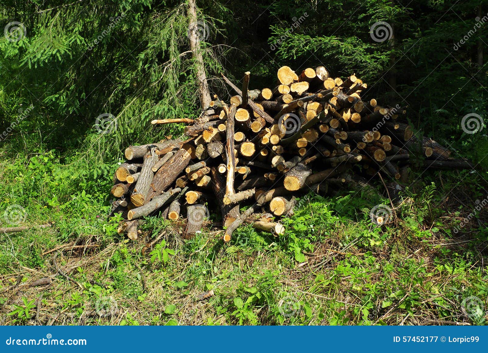 Timber Harvesting stock image. Image of harvesting, forest - 57452177