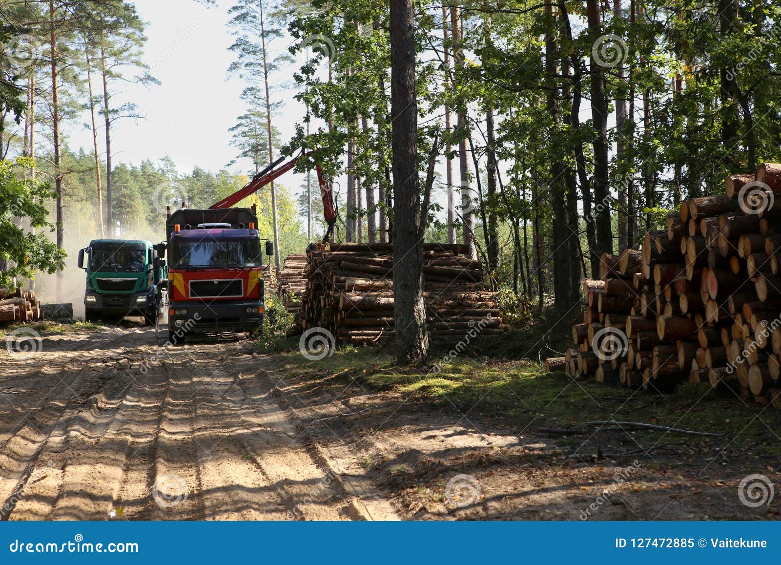 Timber Harvesting And Transportation In Forest Stock Image Image Of
