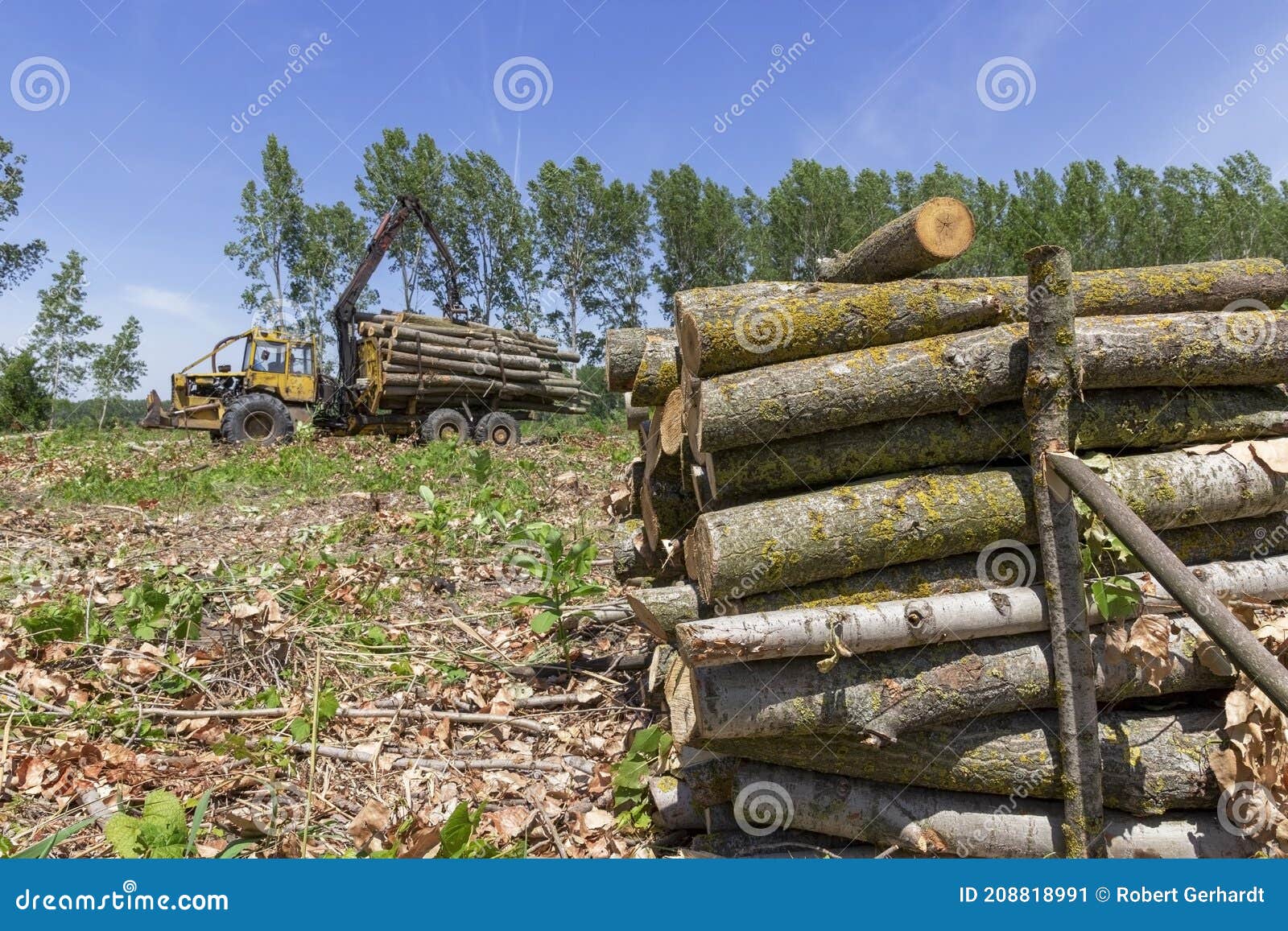 Timber Industry - Bundle of Tree Logs in a Crane Grabber Stock Image ...