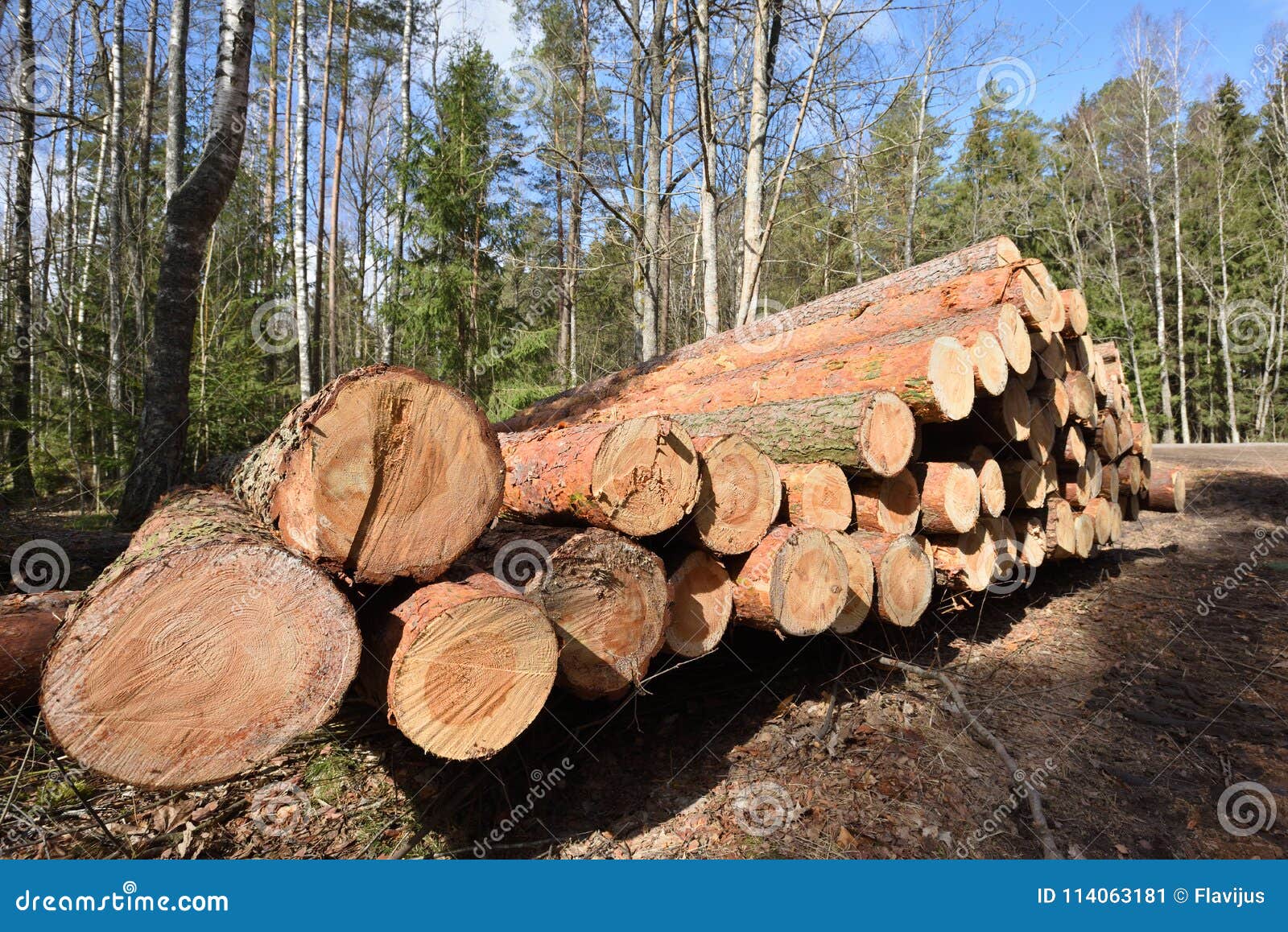 Cut Tree Trunks in the Forest Stock Image - Image of pattern, felled ...