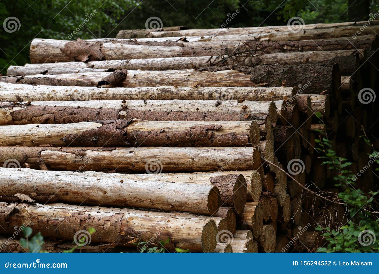 Timber Industry. Cut Tree Trunks in the Forest Stock Photo - Image of ...