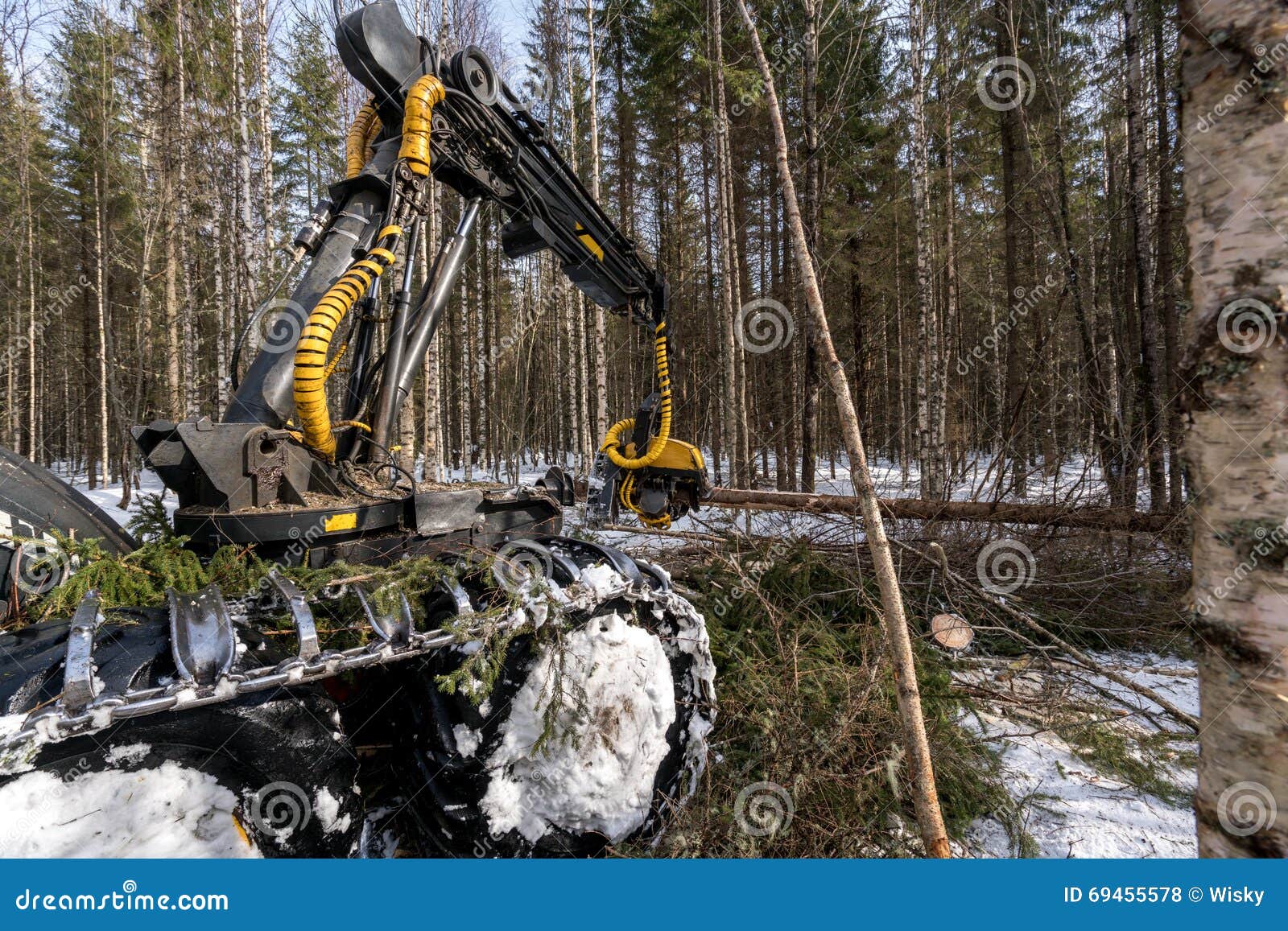 Timber Industry. Logger Cuts Tree in Winter Forest Stock Photo - Image ...