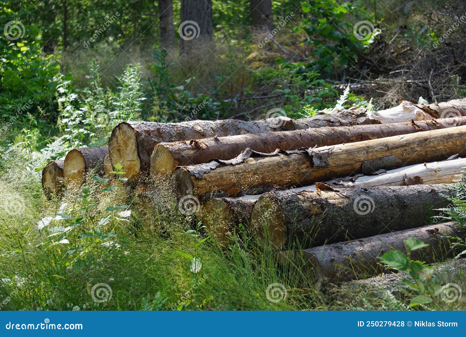 Timber Laying in the Forest Stock Photo - Image of timber, laying ...