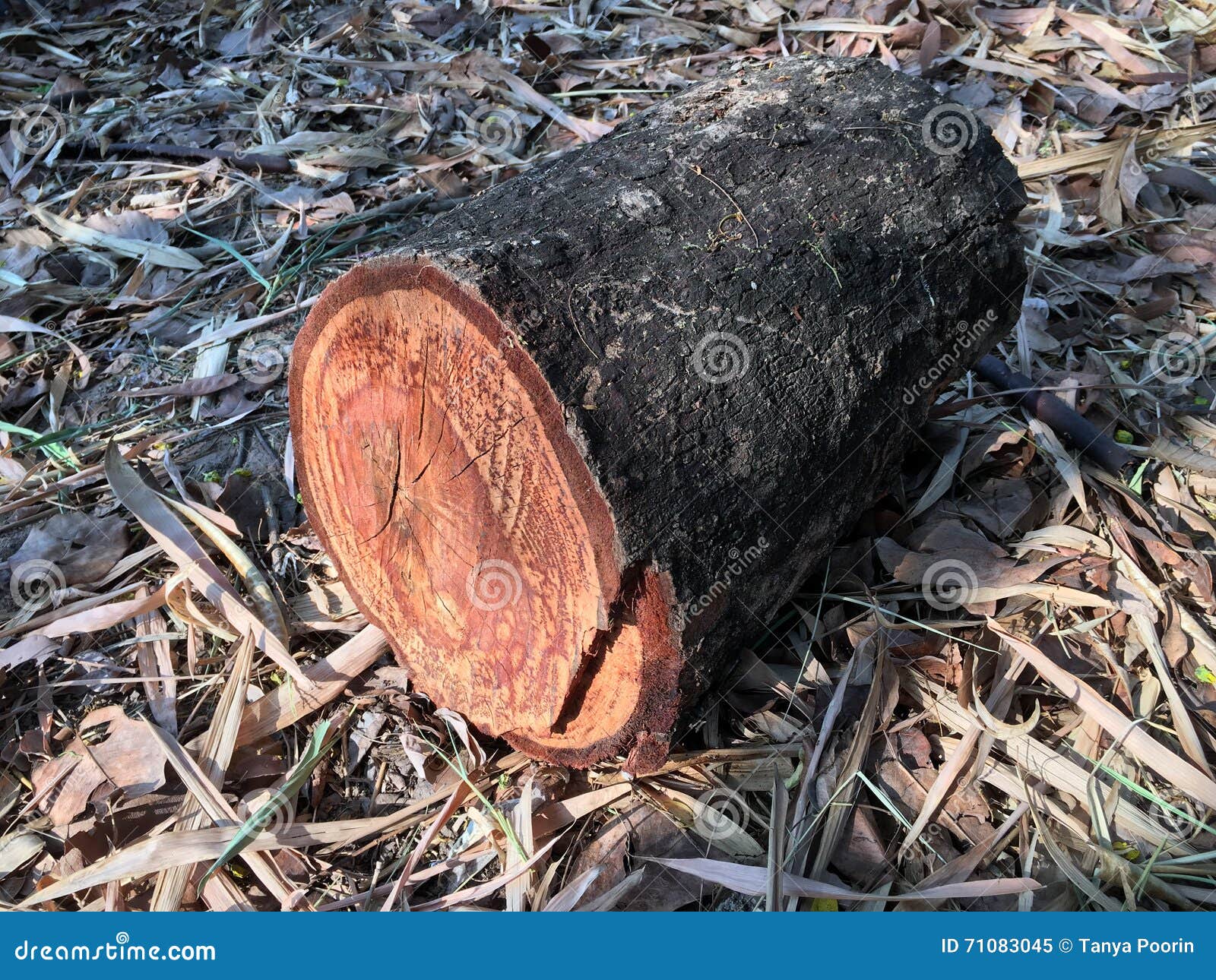Timber with Leaves Background. Texture Background Stock Image - Image ...