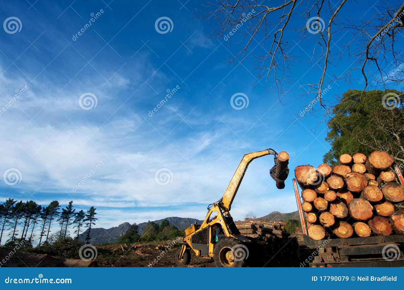 Timber Loading stock image. Image of forest, cutting - 17790079