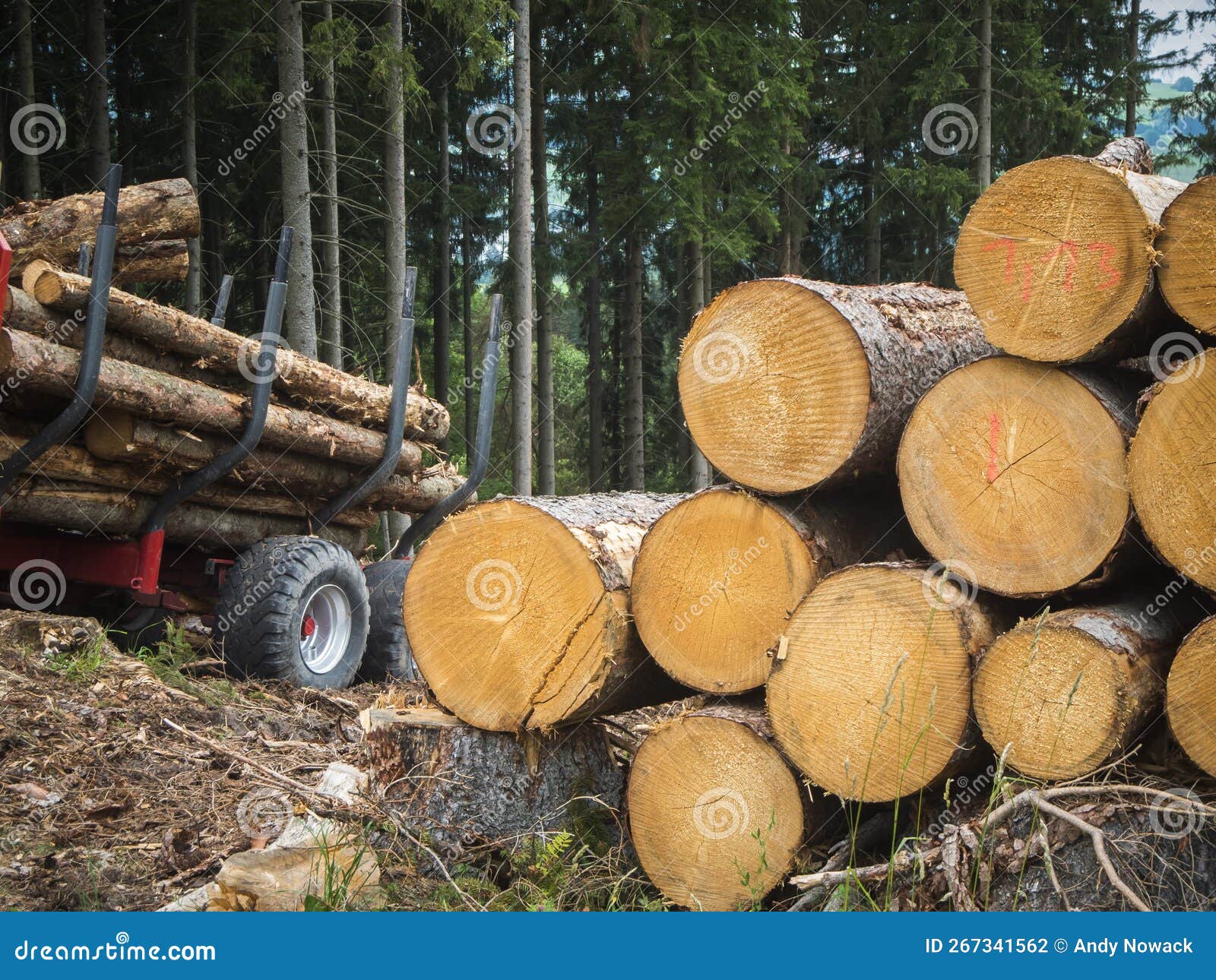 Timber Loading in the Forest Stock Photo - Image of softwood, wood ...
