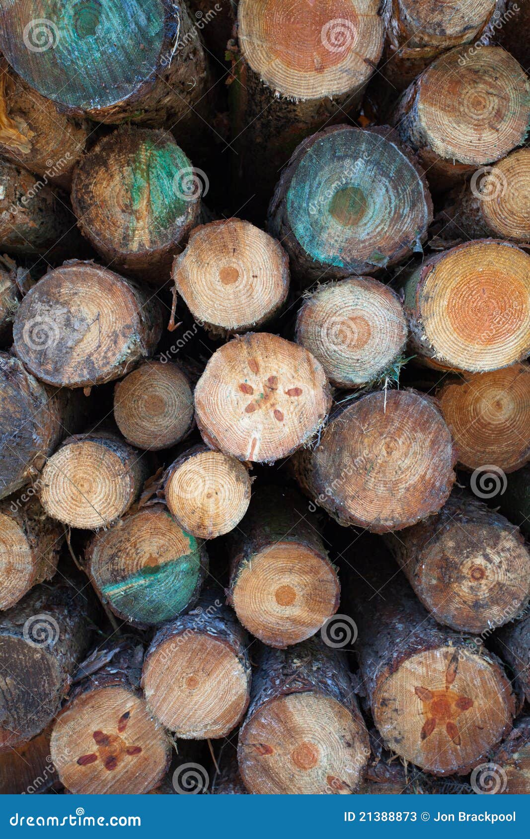 Timber log stock image. Image of timber, natural, forestry - 21388873