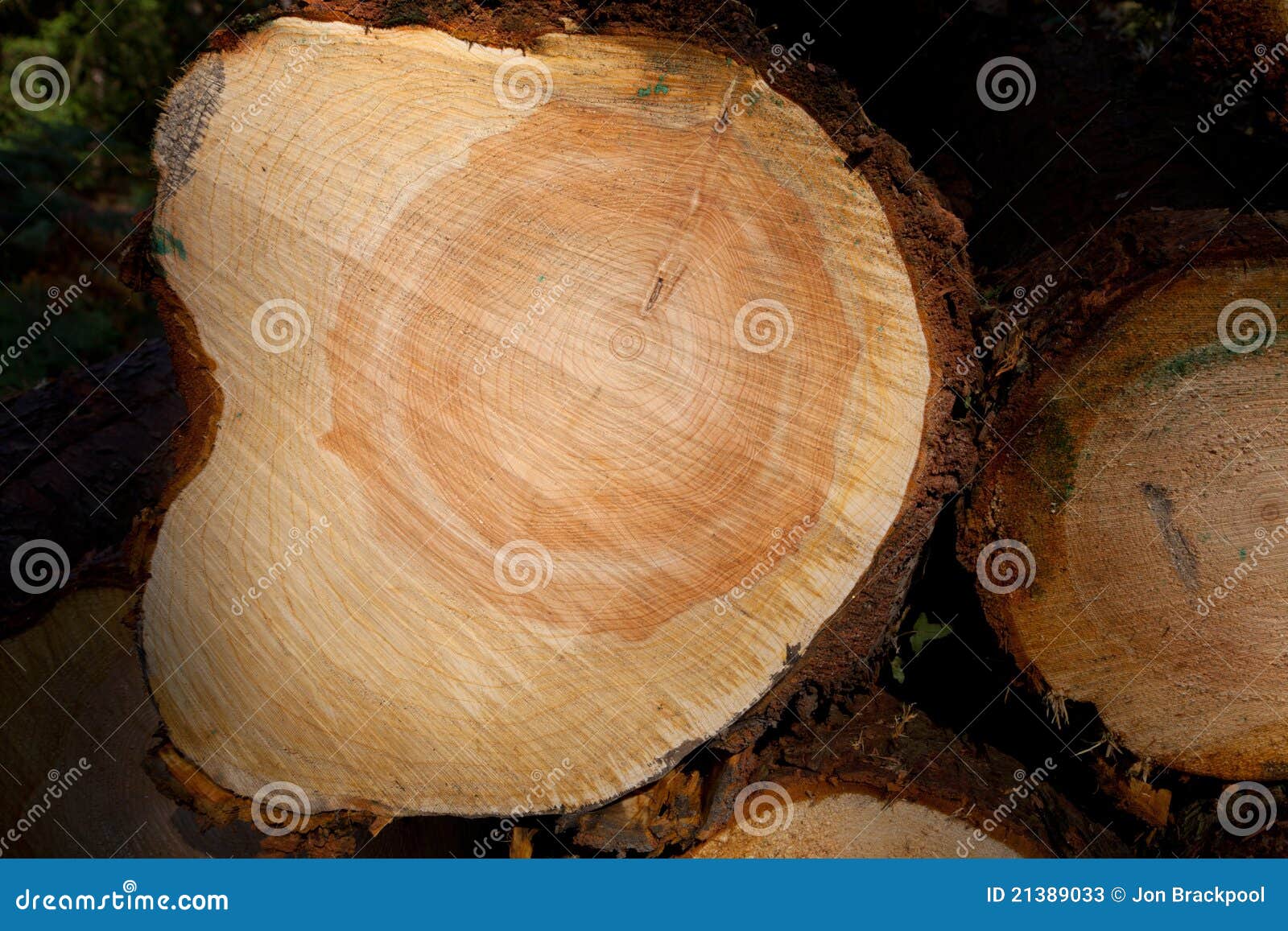 Timber log stock image. Image of timber, grain, pine - 21389033