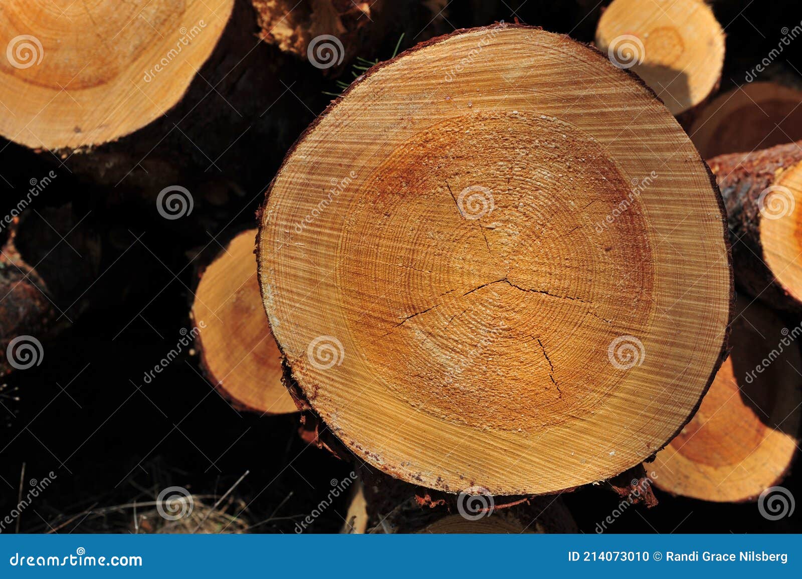 Timber Log Closeup stock photo. Image of resources, dead - 214073010