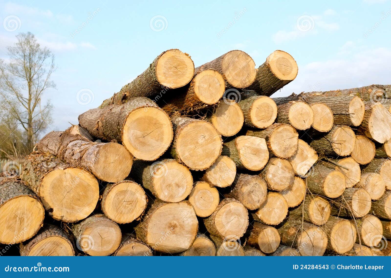 Timber Log stack stock image. Image of logging, woodpile - 24284543