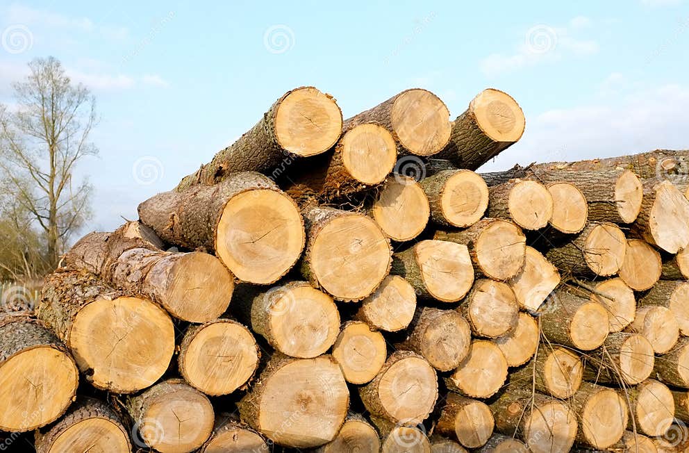 Timber Log stack stock image. Image of logging, woodpile - 24284543