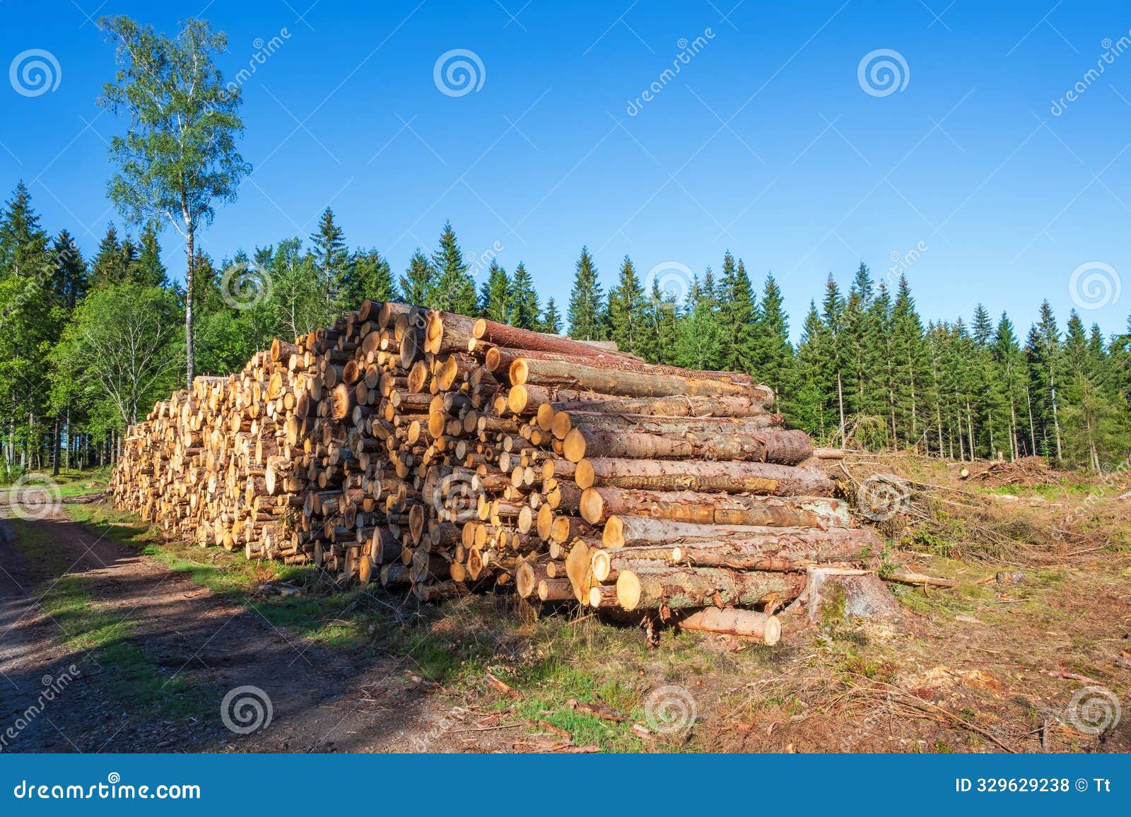 Timber Log Stack by a Dirt Road in a Clear Cutting Area in a Woodland ...